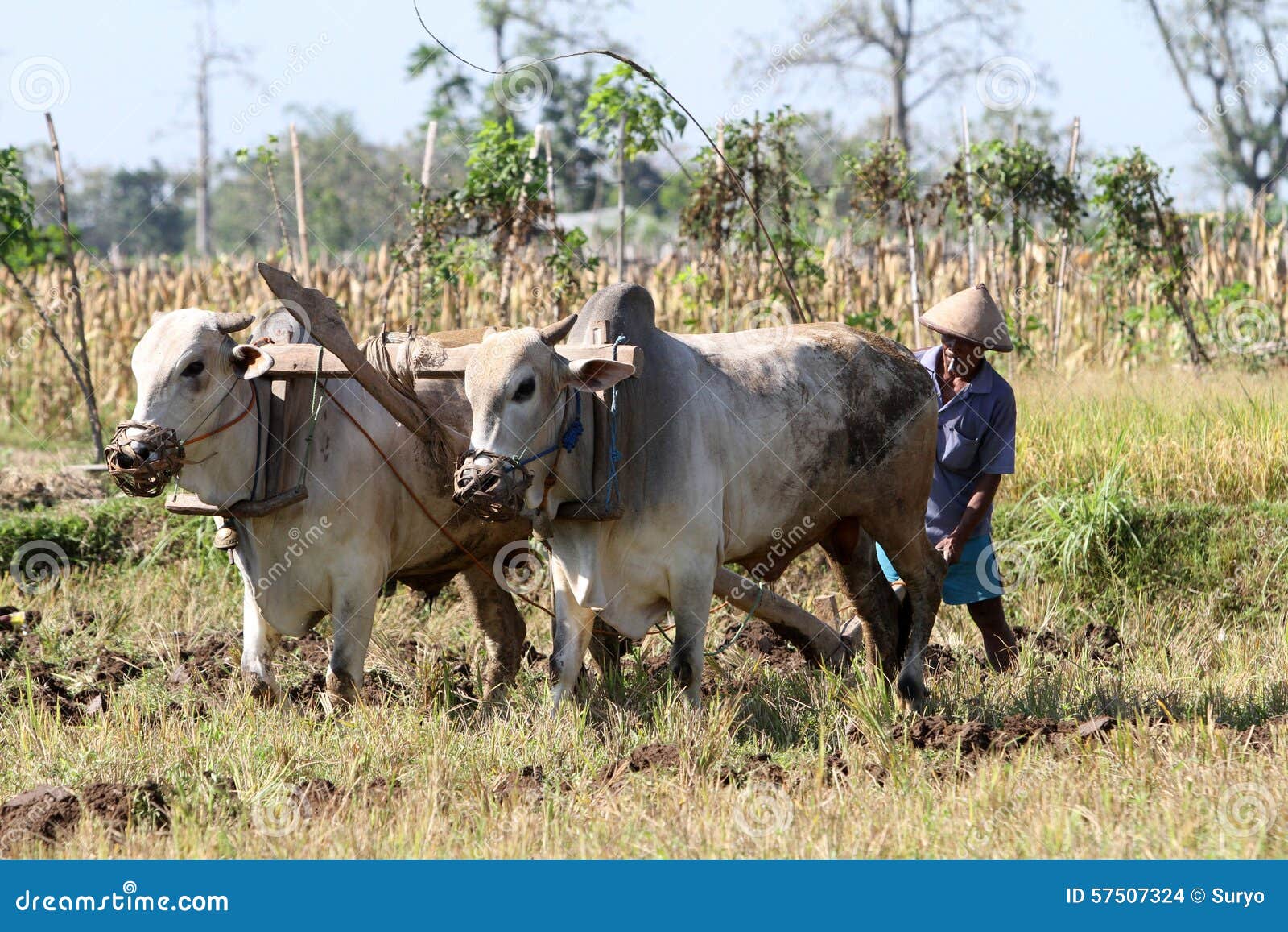 Arado del campo imagen de archivo editorial. Imagen de java - 57507324