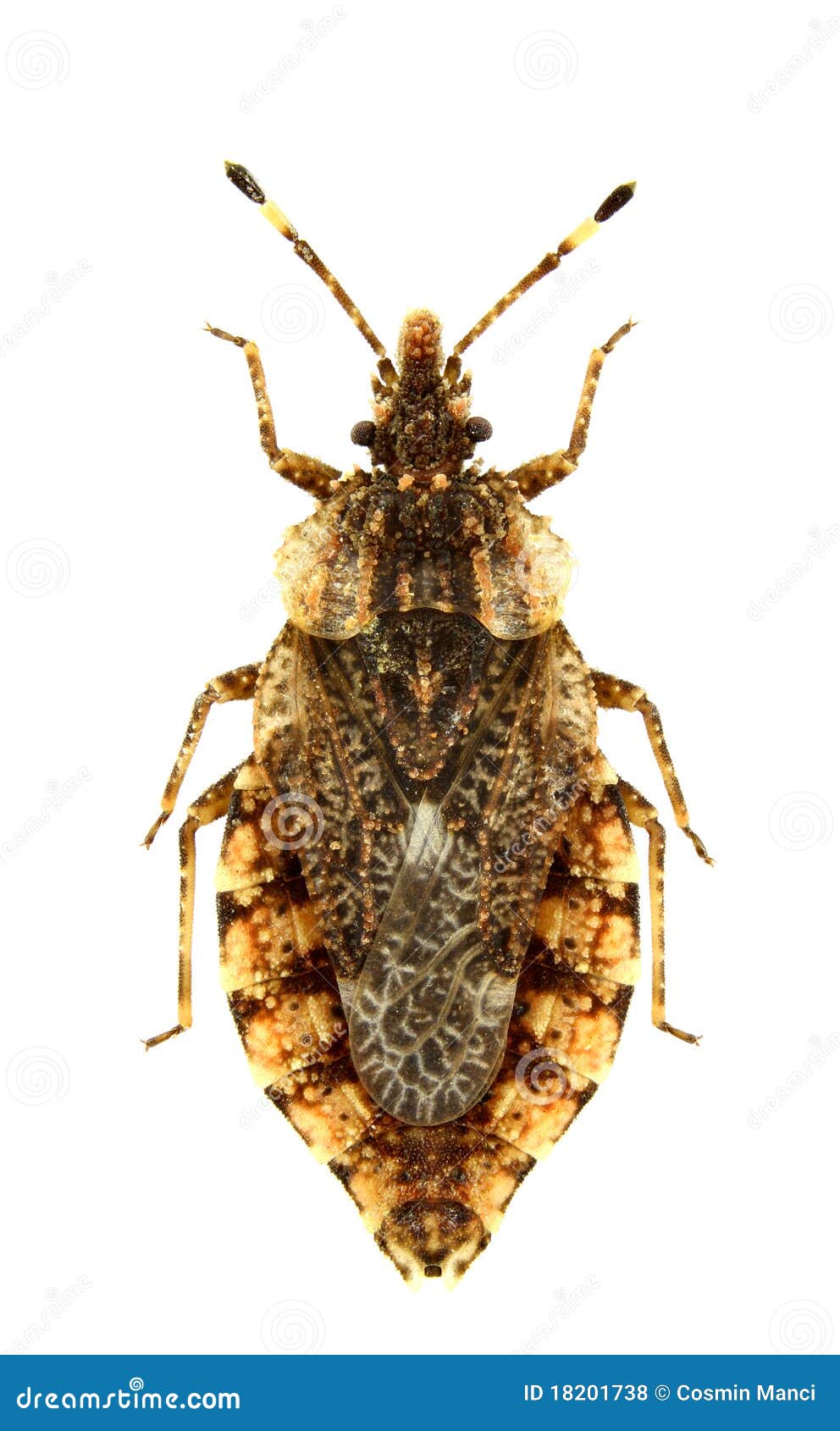 Aradus betulae stock photo. Image of nature, shot, coleoptera - 18201738