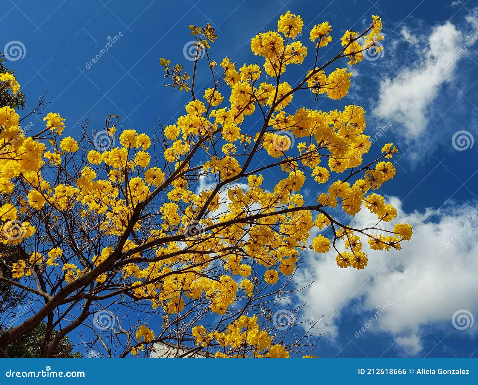 Araguaney Tree, Tabebuia Chrysantha Venezuela National Tree Stock Photo ...