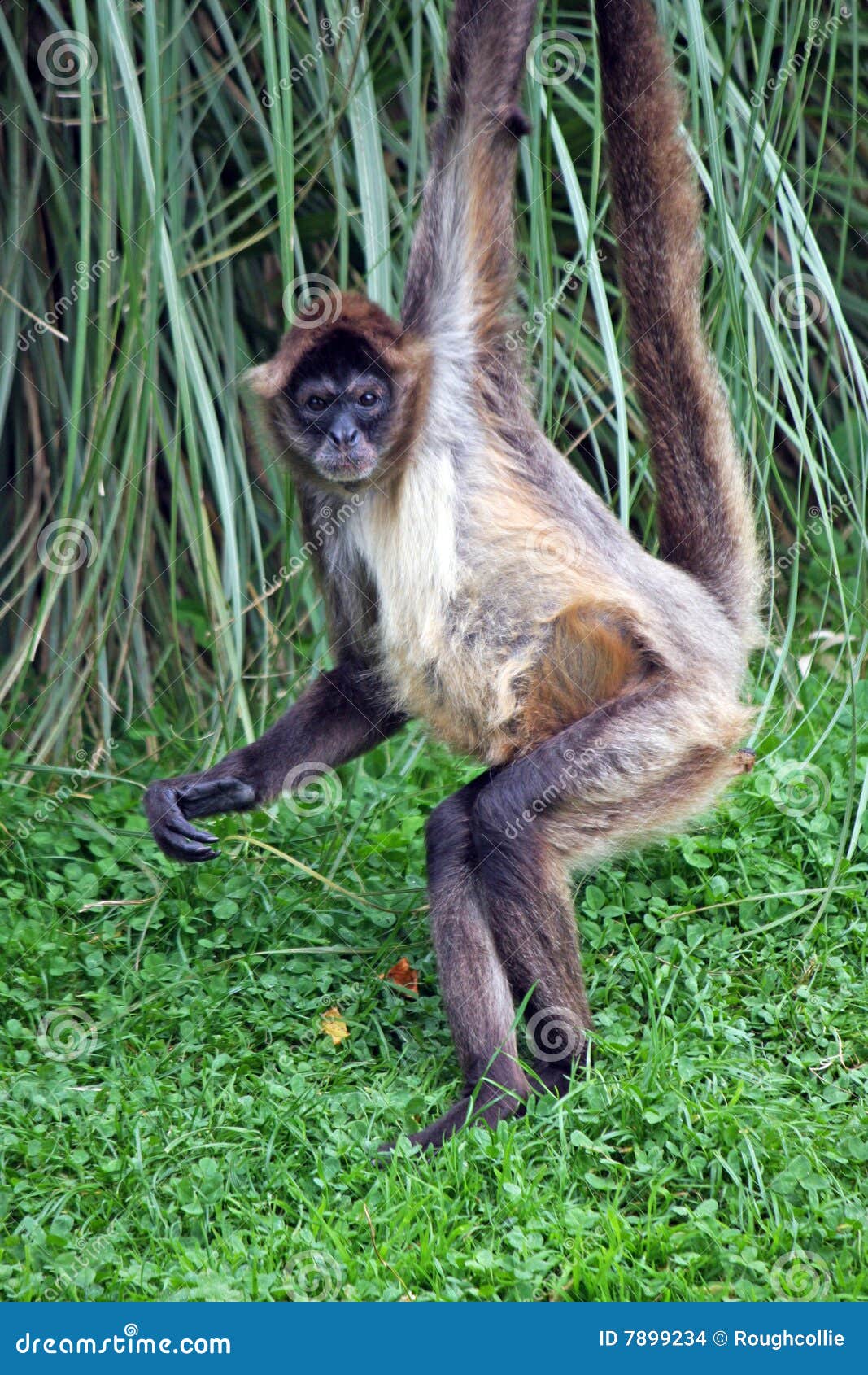 Araignée de singe photo stock. Image du lames, agile, velu - 7899234