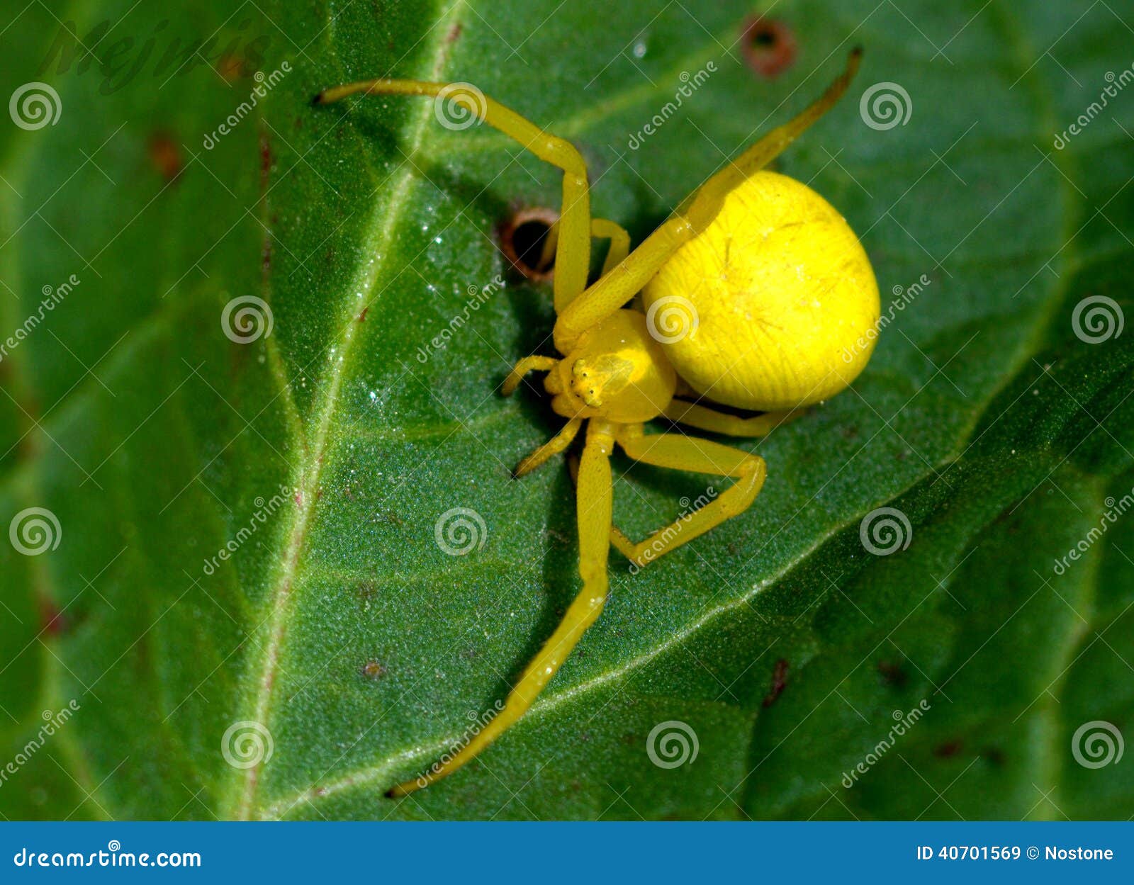 Araignée jaune image stock. Image du vert, faune, lame - 40701569