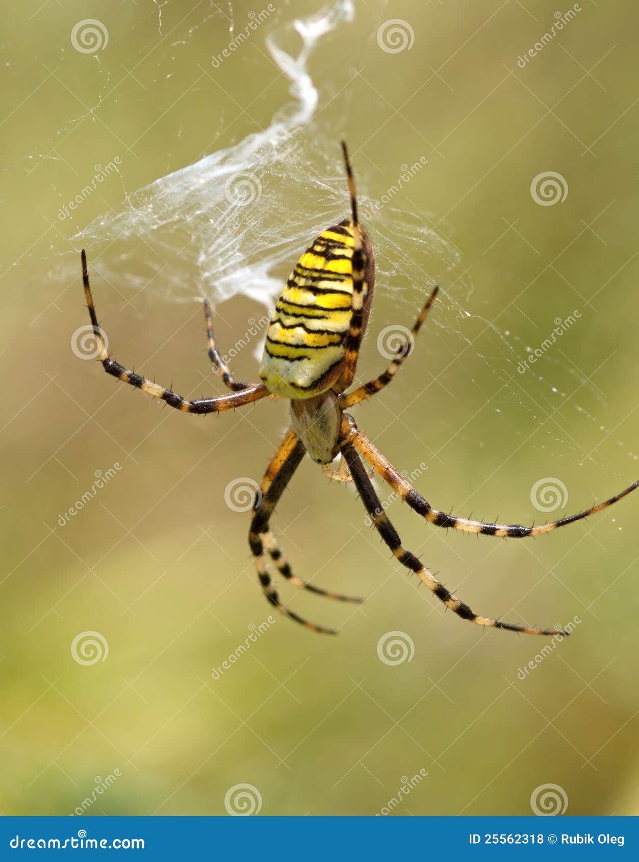 Araignée Jaune Rayée Sur Un Web Photo stock - Image du araignée, jaune ...
