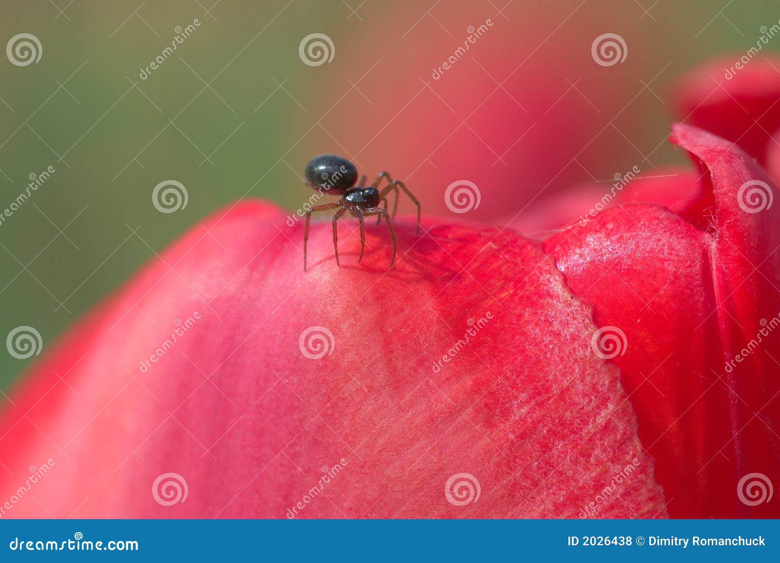 Araignée Minuscule Sur Le Pétale De Tulipe Photo stock - Image du ...