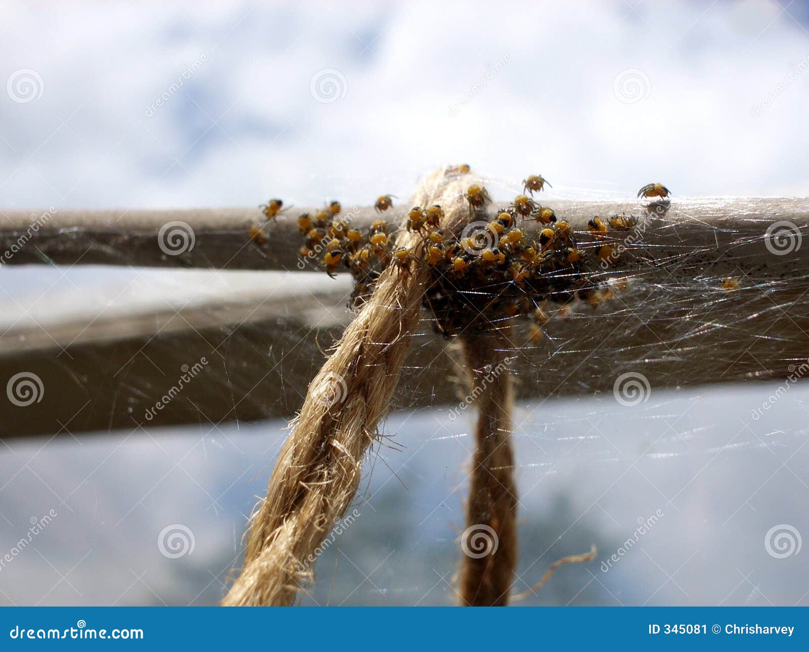 Araignées minuscules 3 image stock. Image of progéniture - 345081