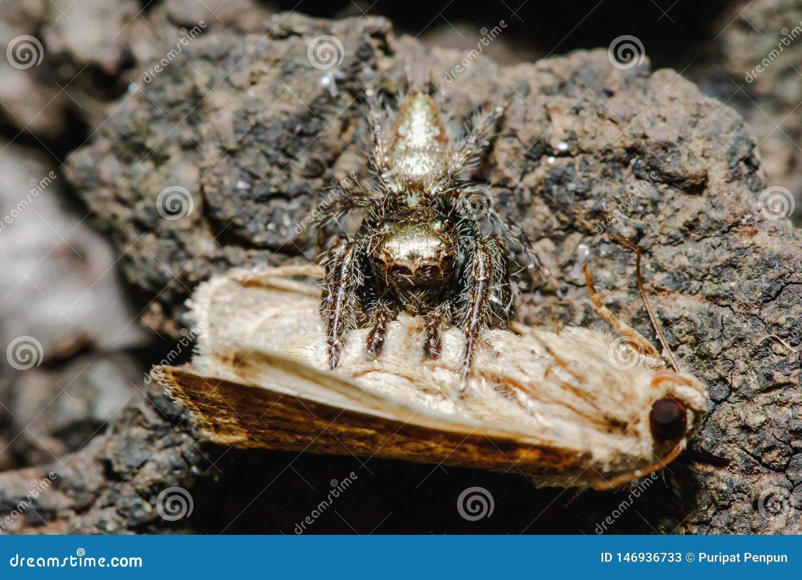 Araign?e Sautante Mangeant Sa Proie Image stock - Image du jardin, oeil: 146936733