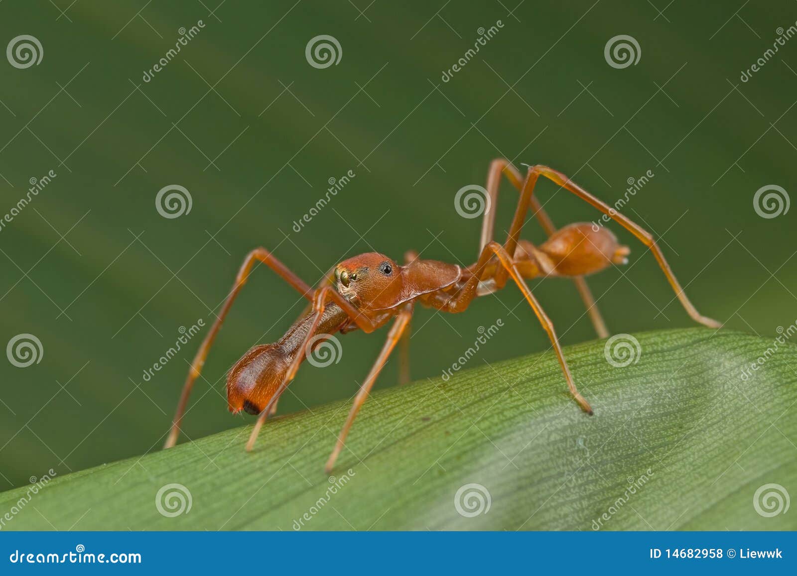 Araignée Branchante Fourmi-imitatrice Photo stock - Image of flore, gris: 14682958