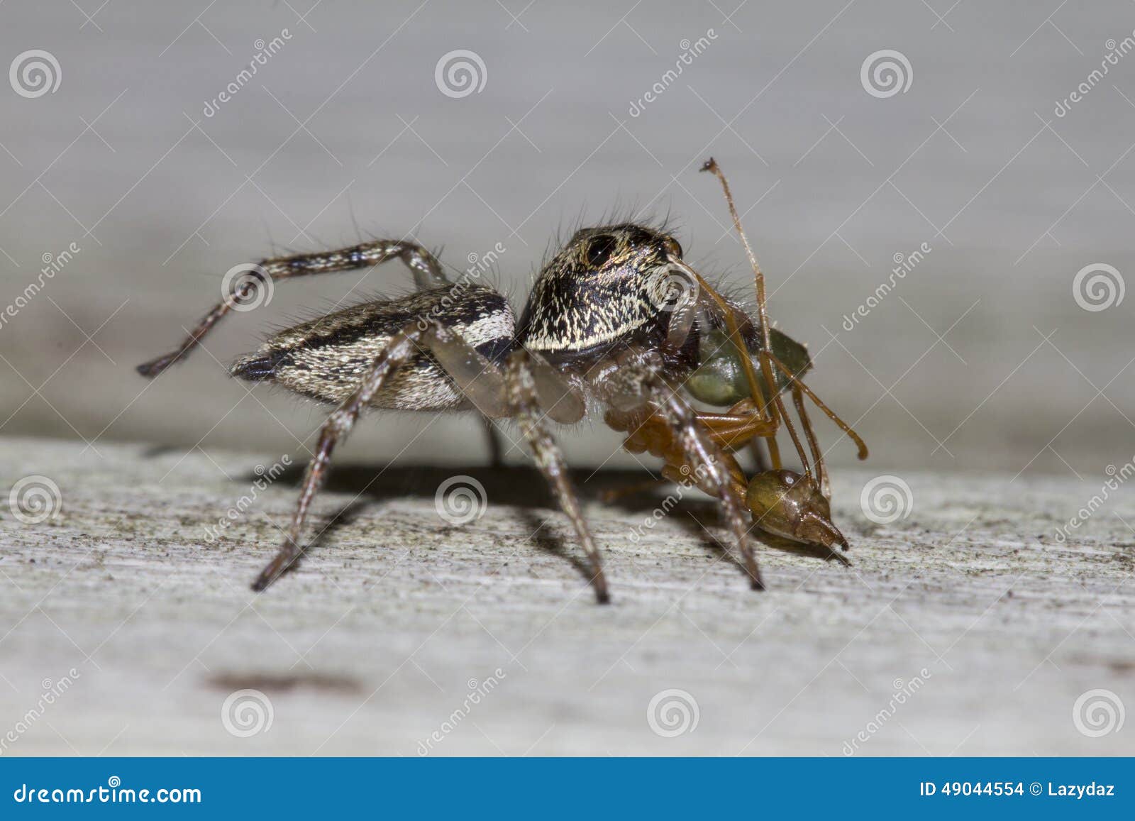 Araignée Sautante Mangeant La Fourmi Verte Photo stock - Image du rapide, prédateur: 49044554