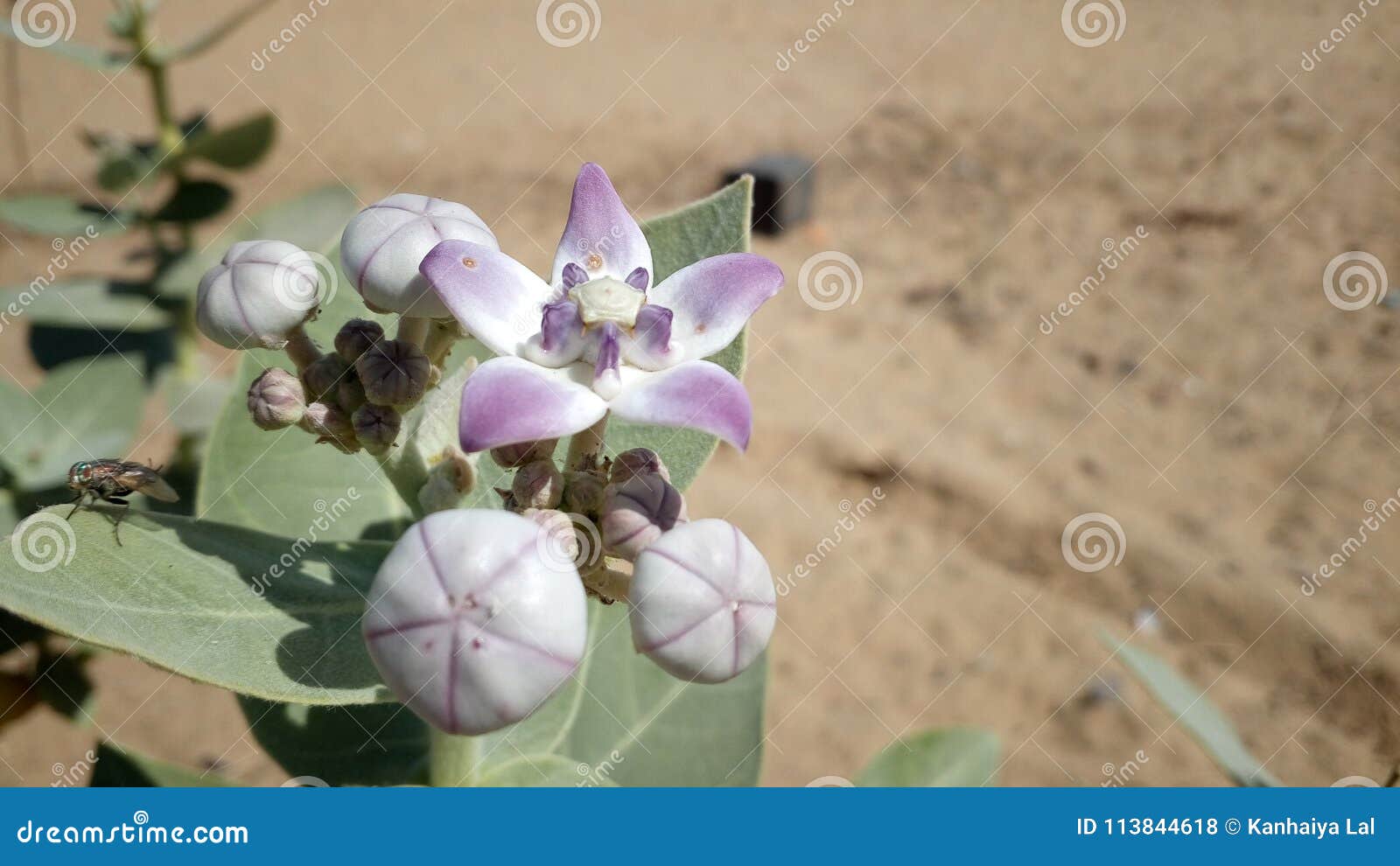 Arak flower stock photo. Image of grean, rajasthan, arak - 113844618