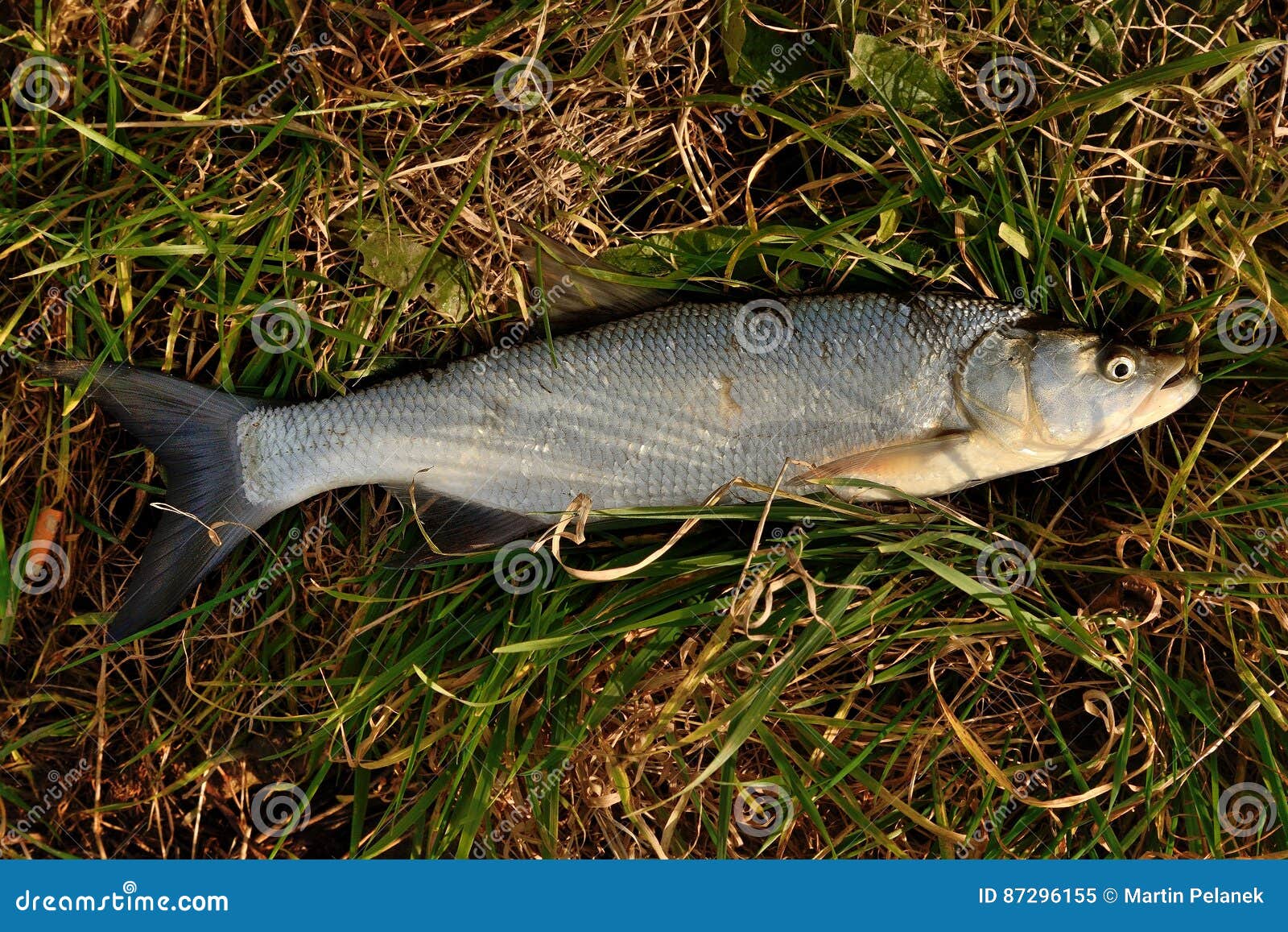 Aral Asp - Aspius Del Leuciscus Immagine Stock - Immagine di aspide ...