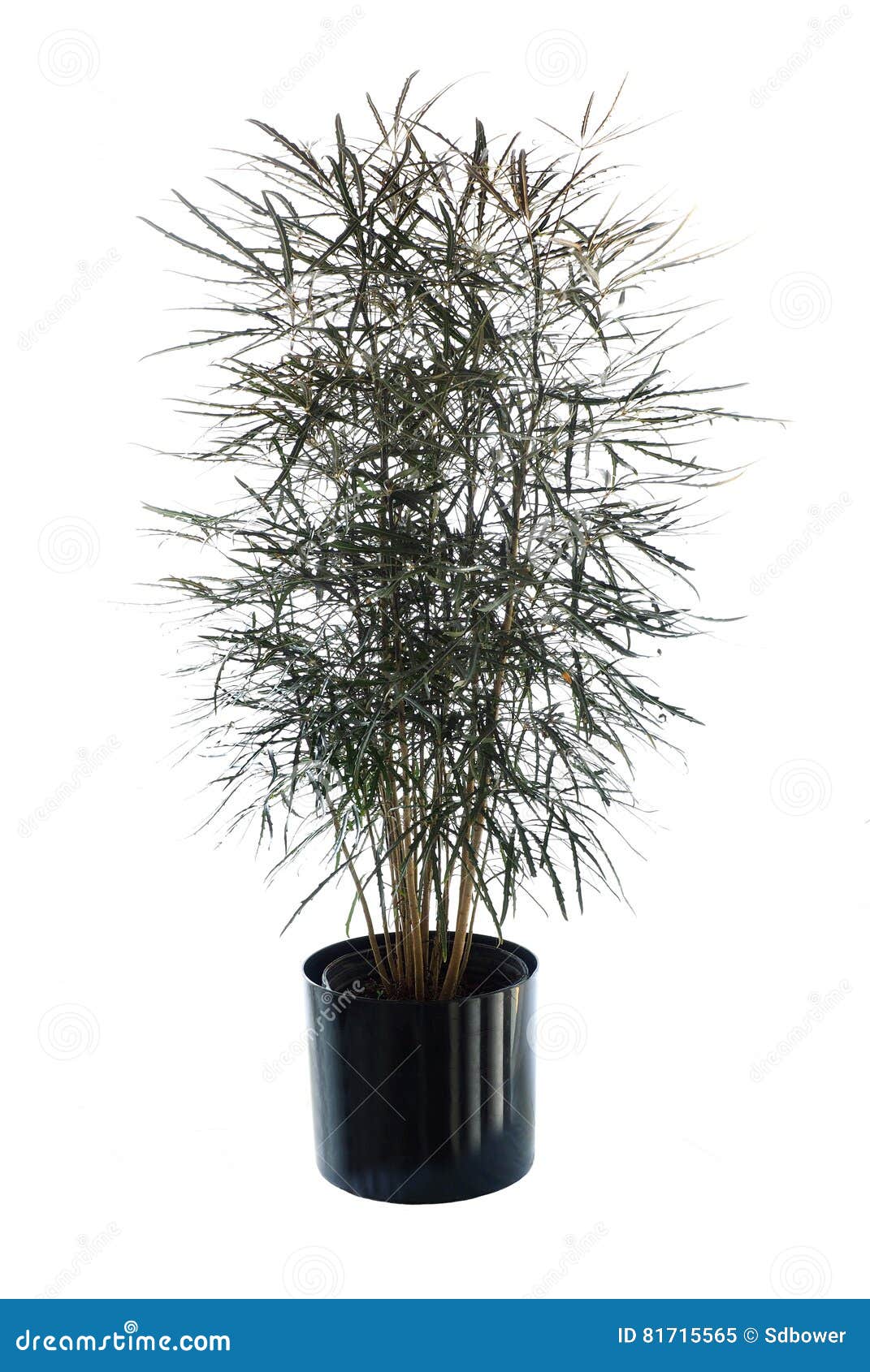 Aralea Falso En Conserva Aislado En Blanco Imagen de archivo - Imagen ...