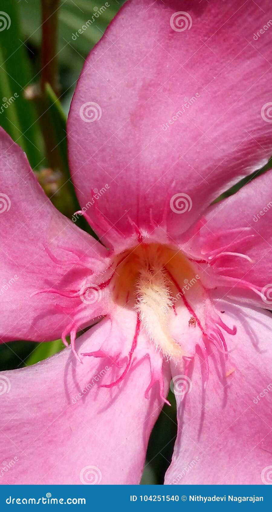 Arali flower stock photo. Image of flower, view, arali - 104251540