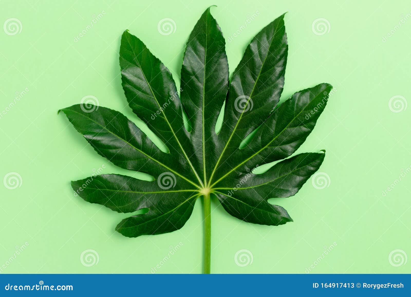 Aralia leaf stock image. Image of beauty, foliage, fatsia - 164917413