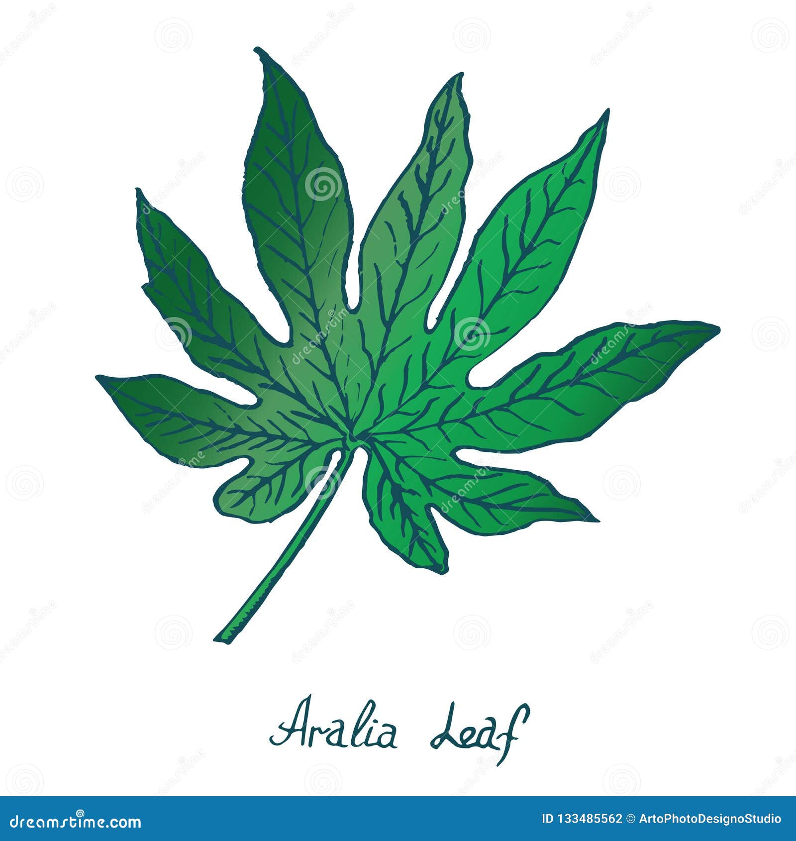 Aralia Leaf, Hand Drawn Doodle, Sketch Vector Illustration | CartoonDealer.com #133485562