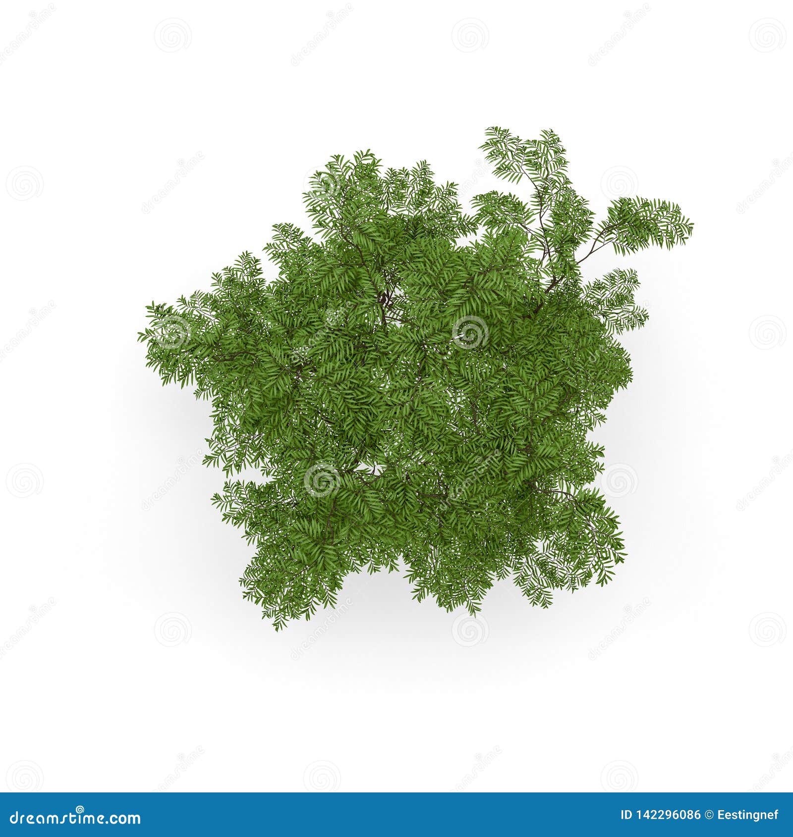 Aralia Tree. Isolated on White Background. Top View Stock Illustration ...