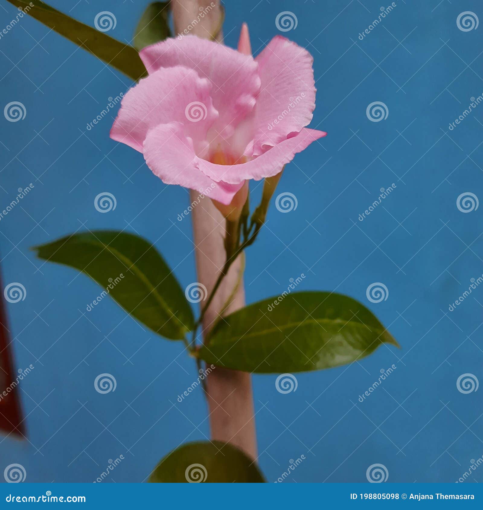 Araliya Flower stock photo. Image of produce, araliya - 198805098