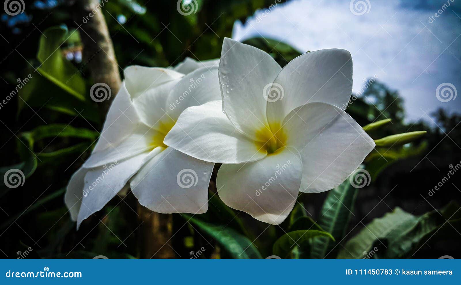 Araliya flower stock image. Image of laka, morning, araliya - 111450783