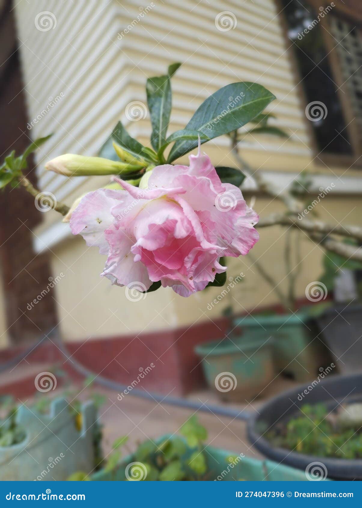 Araliya Flower Natural stock photo. Image of branch - 274047396