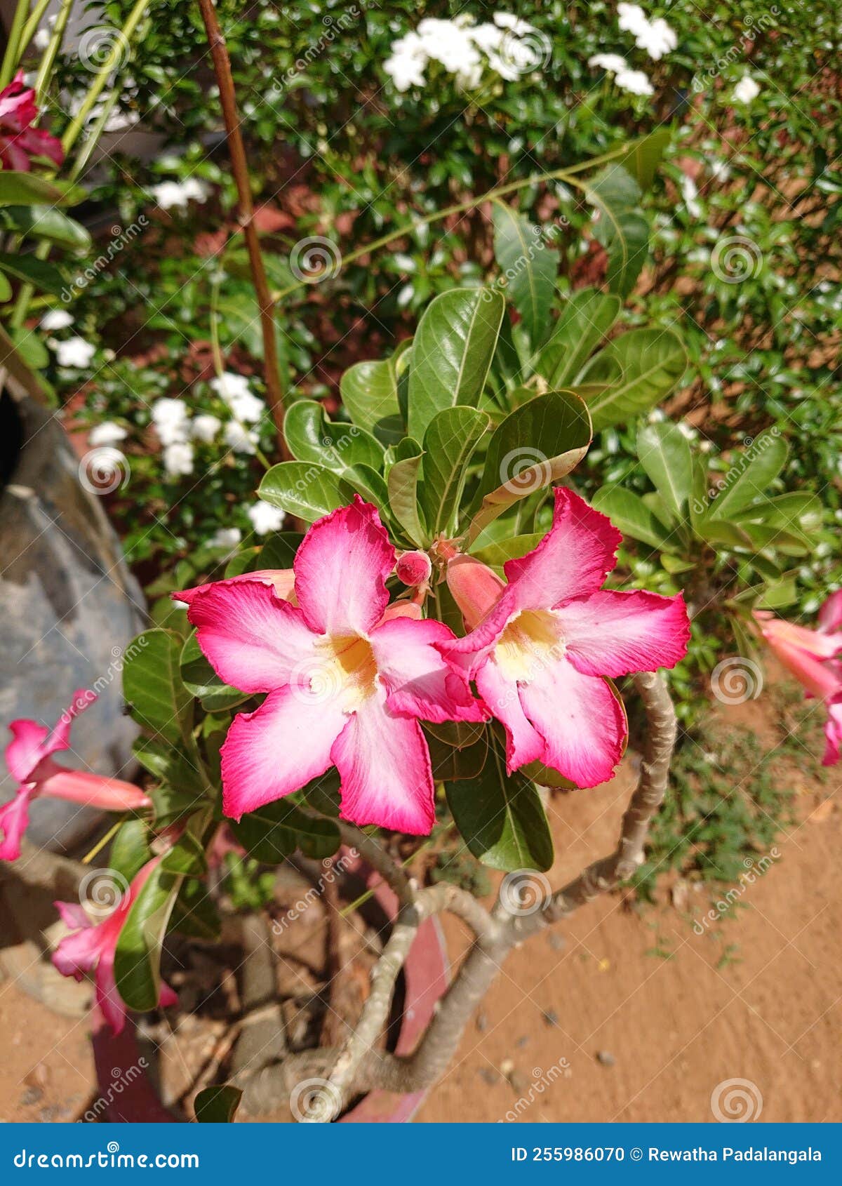 Araliya Flowers in Sri Lanka in the Morning Stock Photo - Image of ...