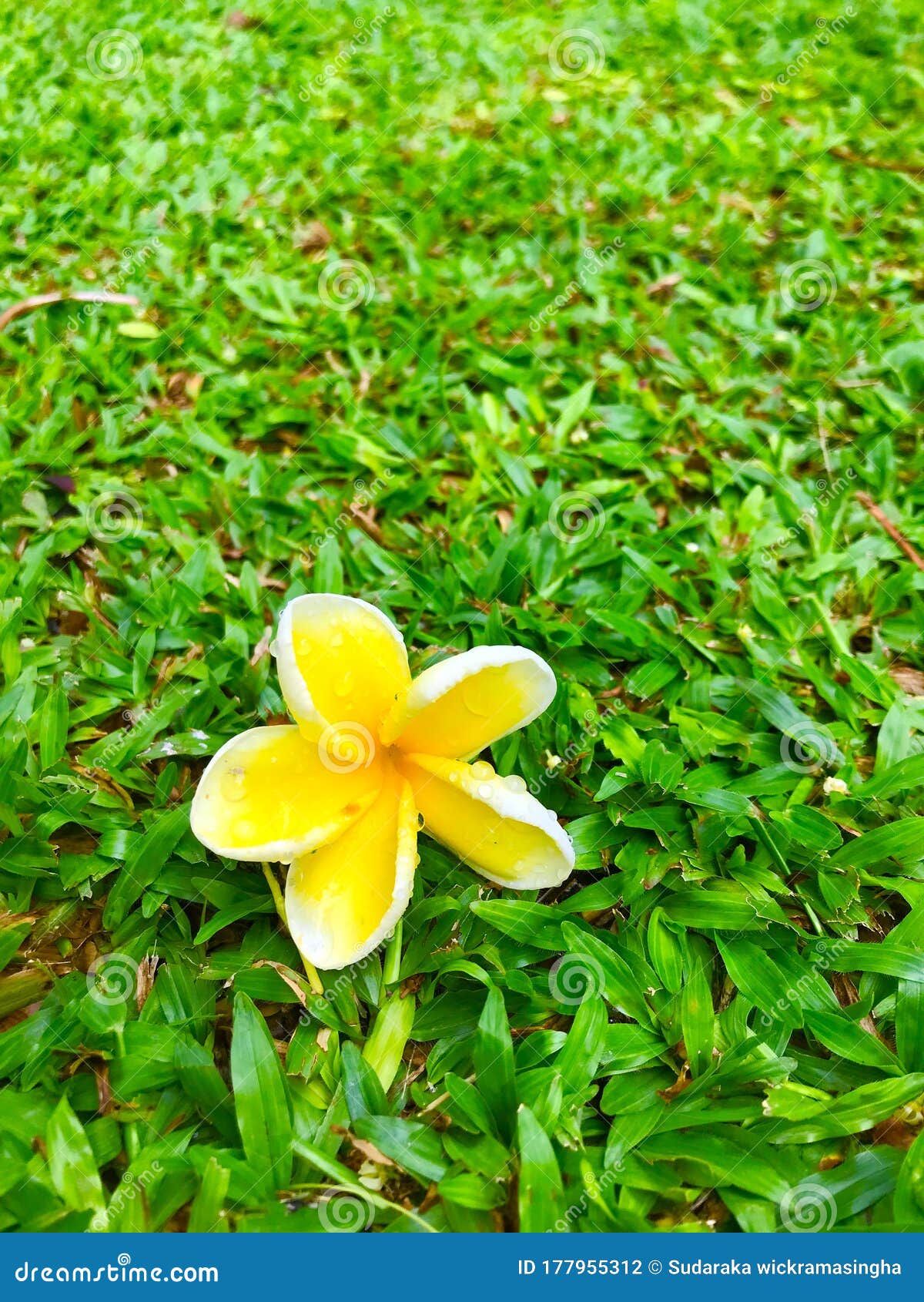 Araliya stock photo. Image of araliya, lankan, flowers - 177955312