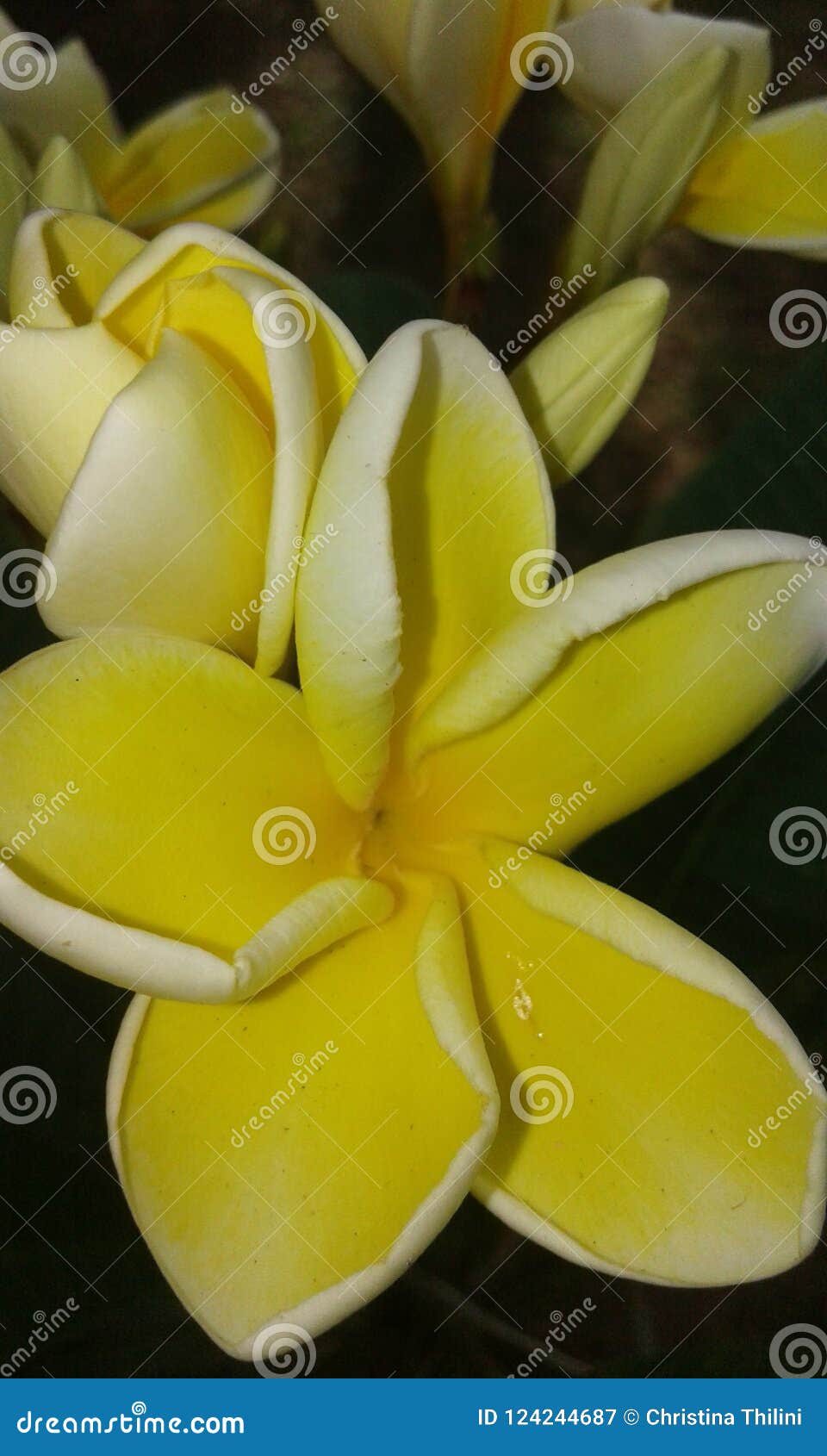 Araliya stock image. Image of distinctive, easily, tree - 124244687