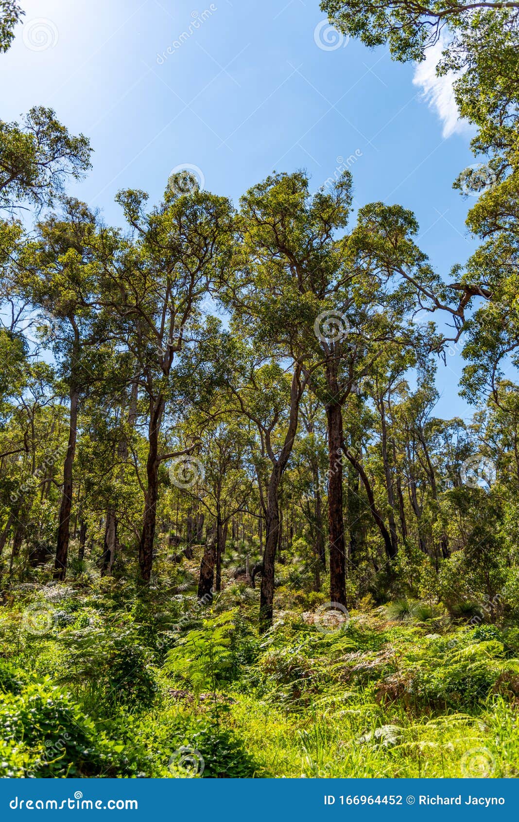 Araluen Bush Land In Perth, Western Australia Stock Photography ...