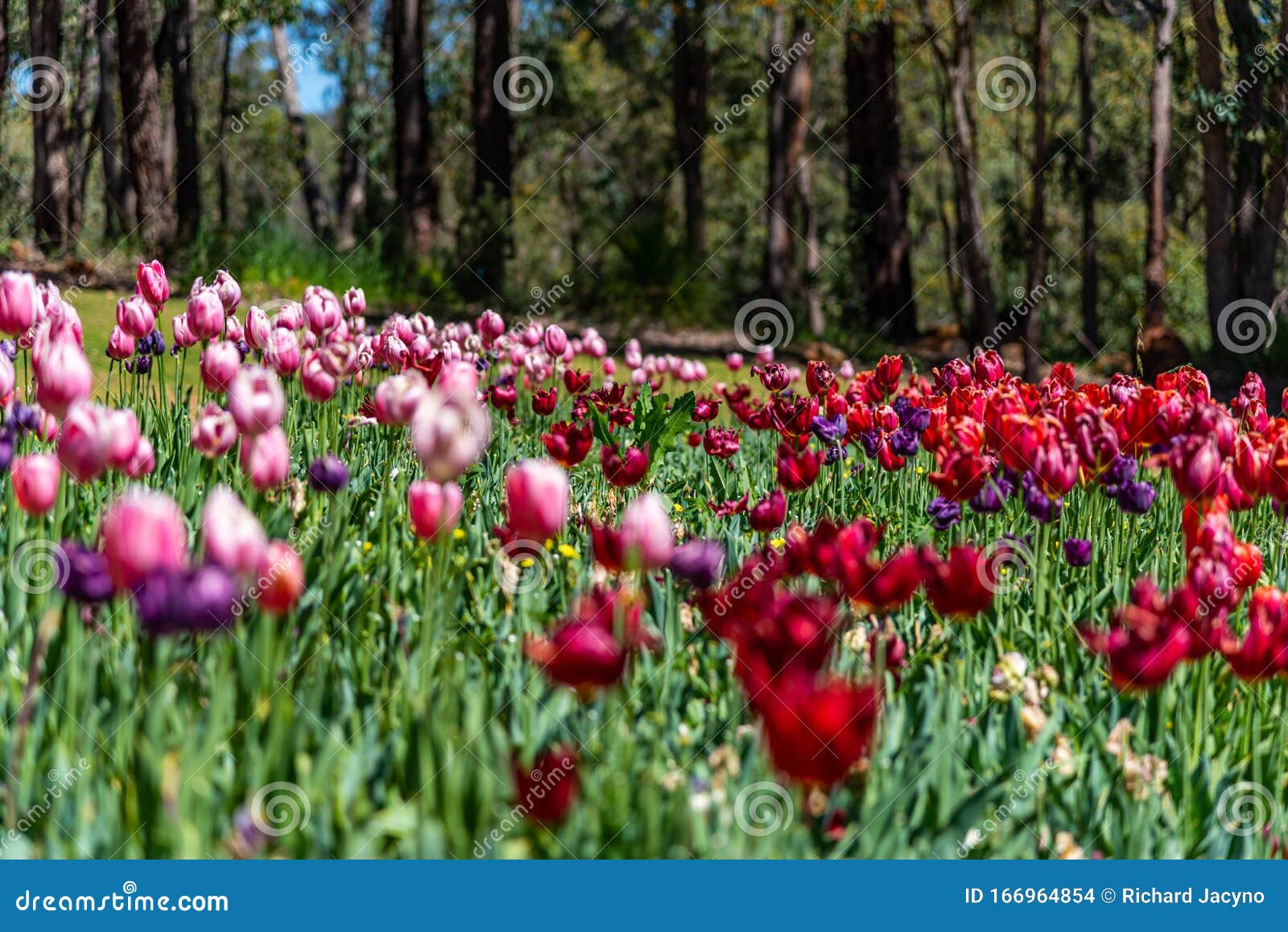 Araluen Tulips in Bloom in Perth, Western Australia Stock Photo - Image ...