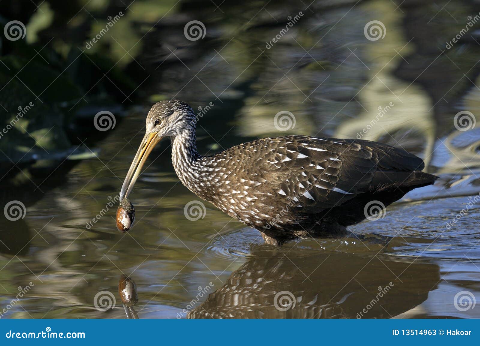 Aramus guarauna, limpkin stock image. Image of marsh - 13514963