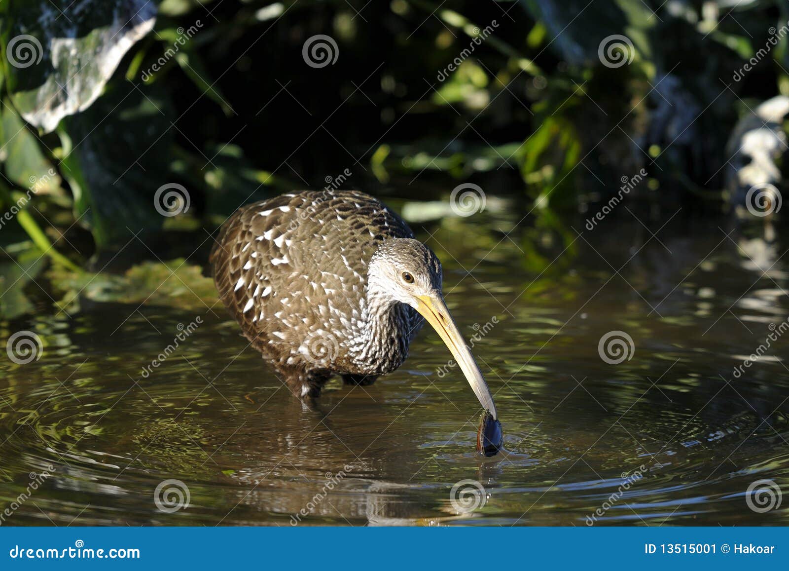 Aramus guarauna, limpkin stock image. Image of lovely - 13515001