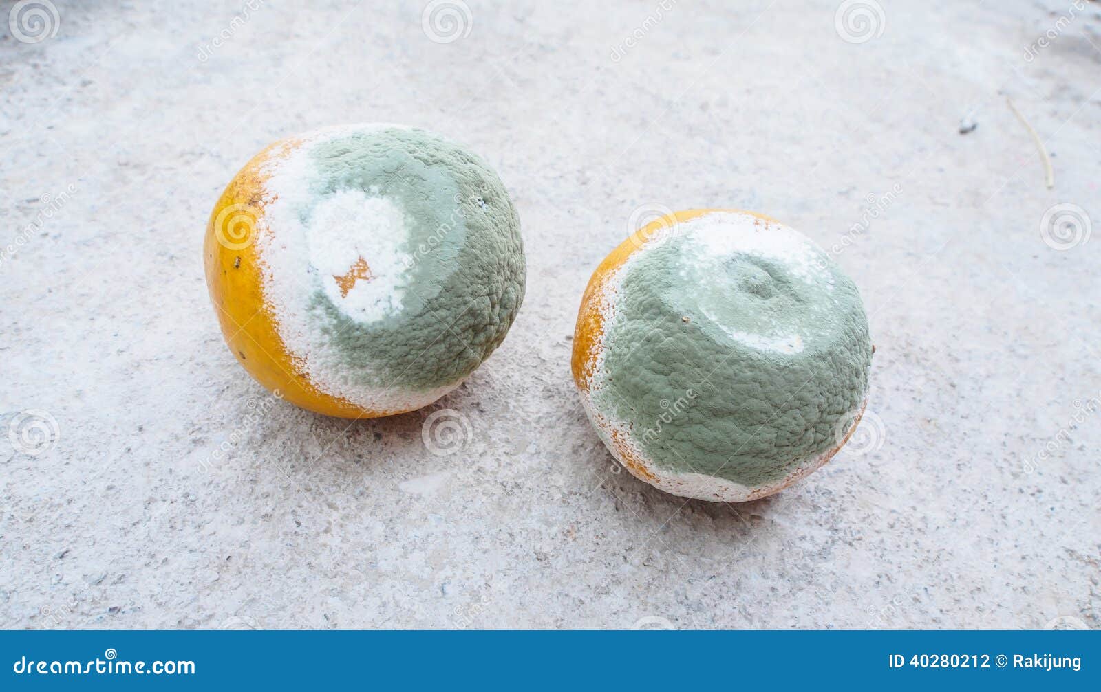 Arance ammuffite fotografia stock. Immagine di isolato - 40280212