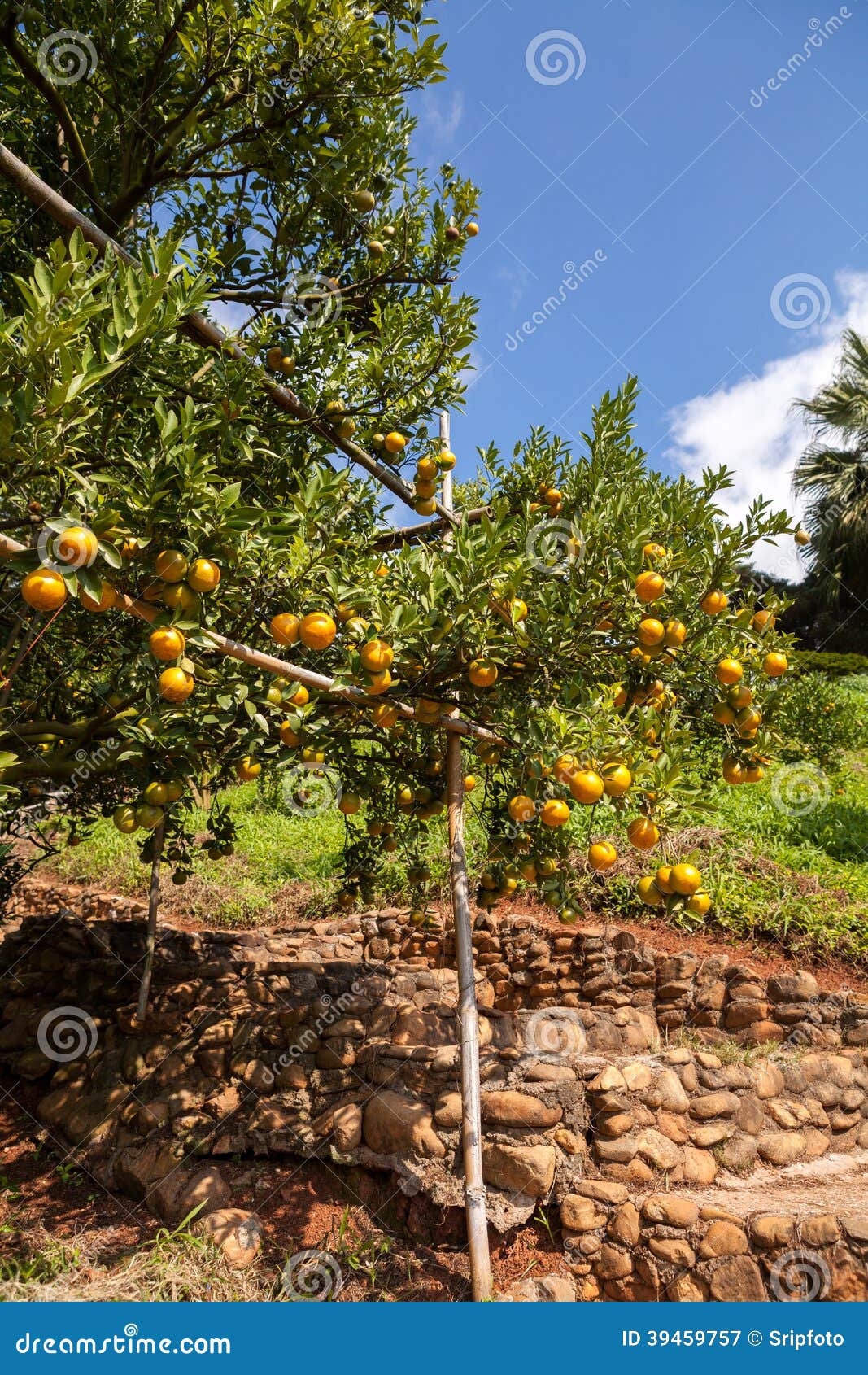 Arancia Fresca Sulla Pianta, Arancio. Immagine Stock - Immagine di ...