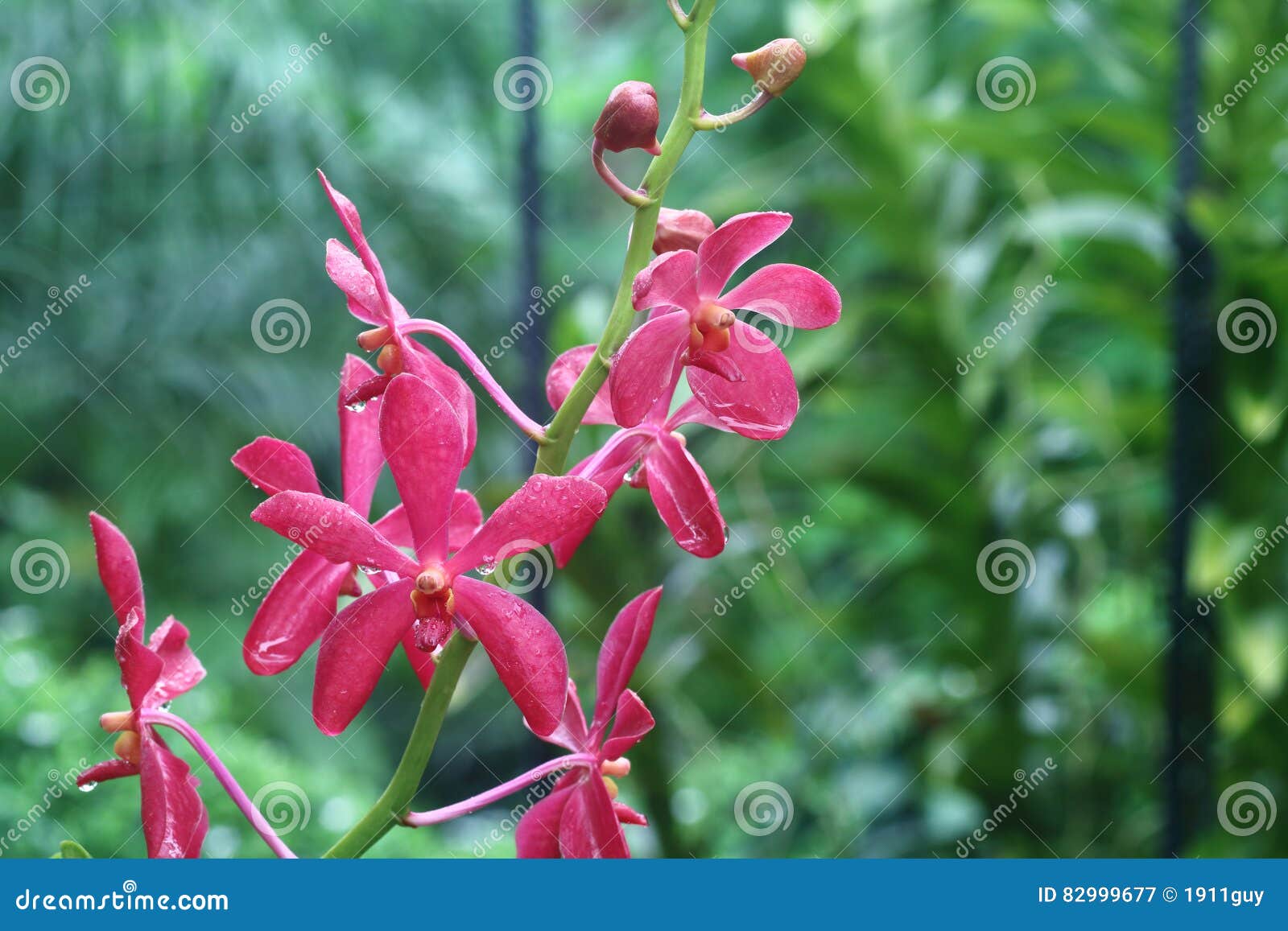 Aranda Super Red Orchid stock image. Image of sepal, orchid - 82999677