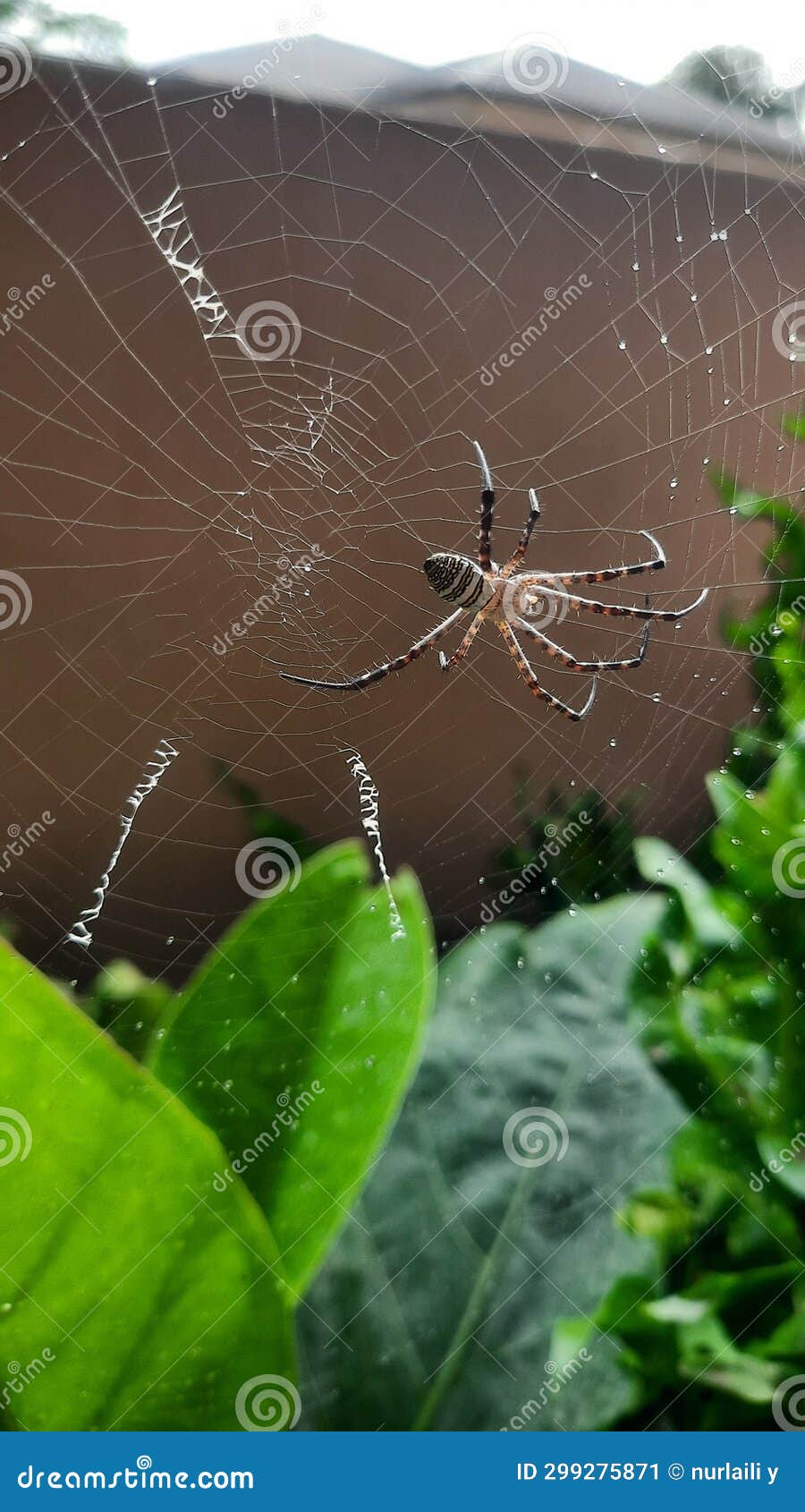 Araneida stock image. Image of spider, araneida, nature - 299275871