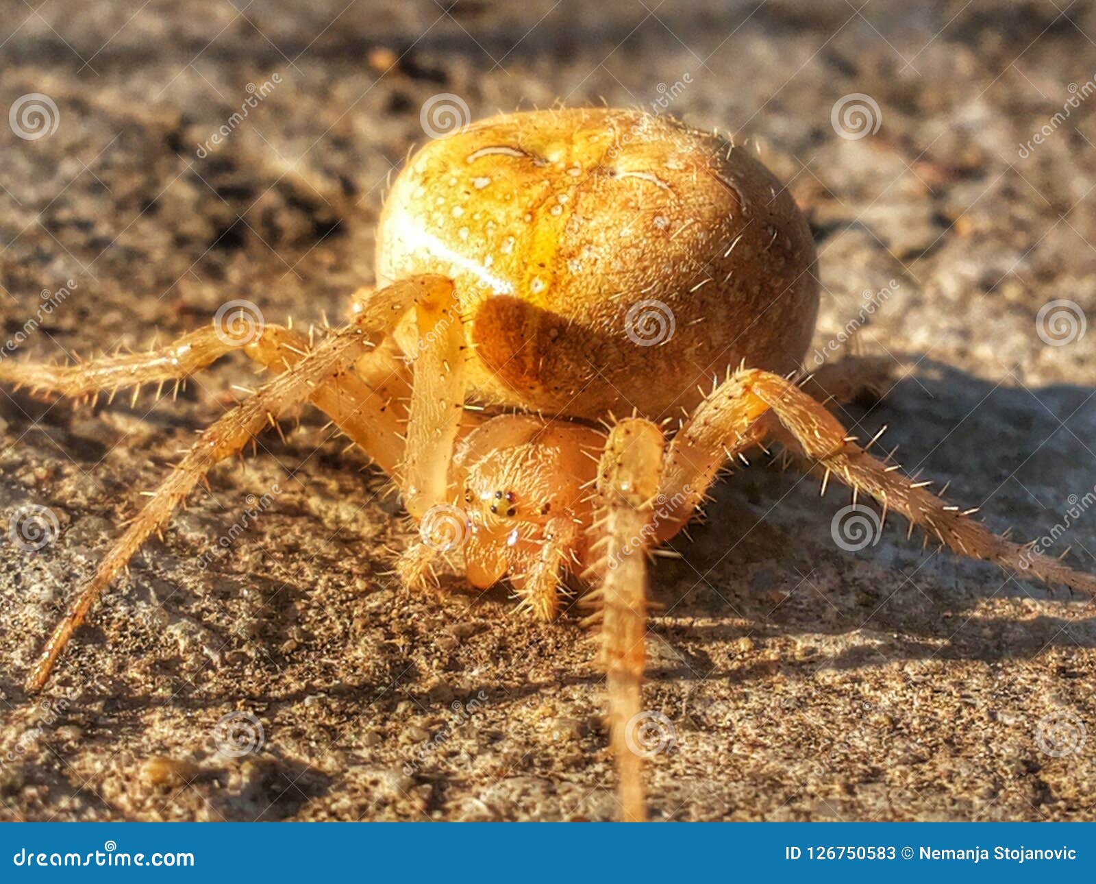 Araneidae spider stock image. Image of araneidae, back - 126750583