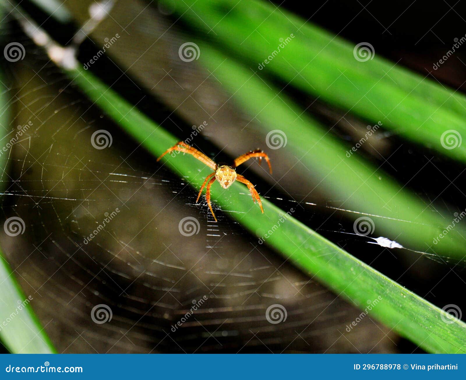 Araneidae Spiders are Sitting Quietly in Their Nests Stock Photo ...