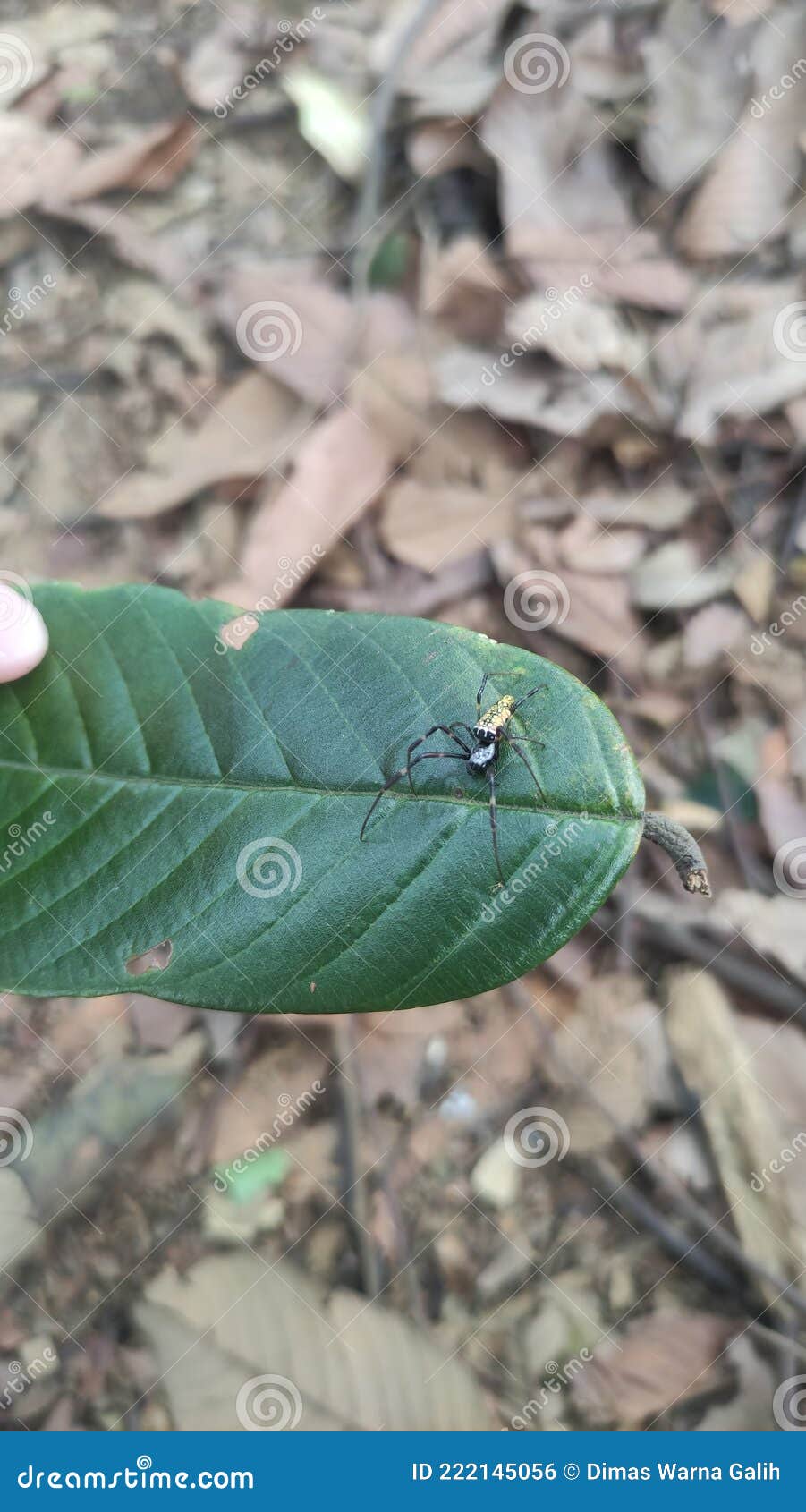 Araneomorphae (Spider) stock photo. Image of spider - 222145056