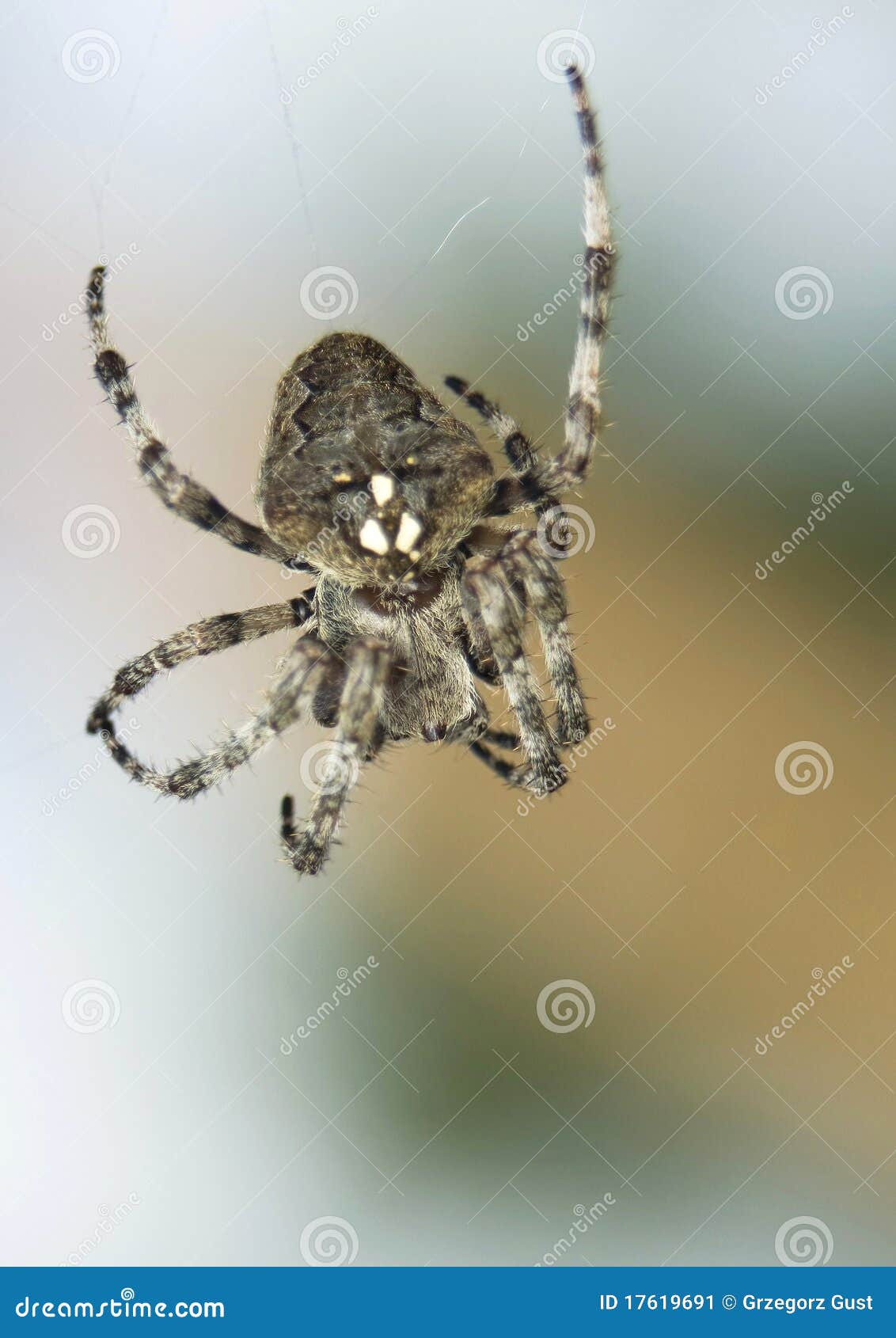Araneus angulatus stock image. Image of angulatus, woods - 17619691