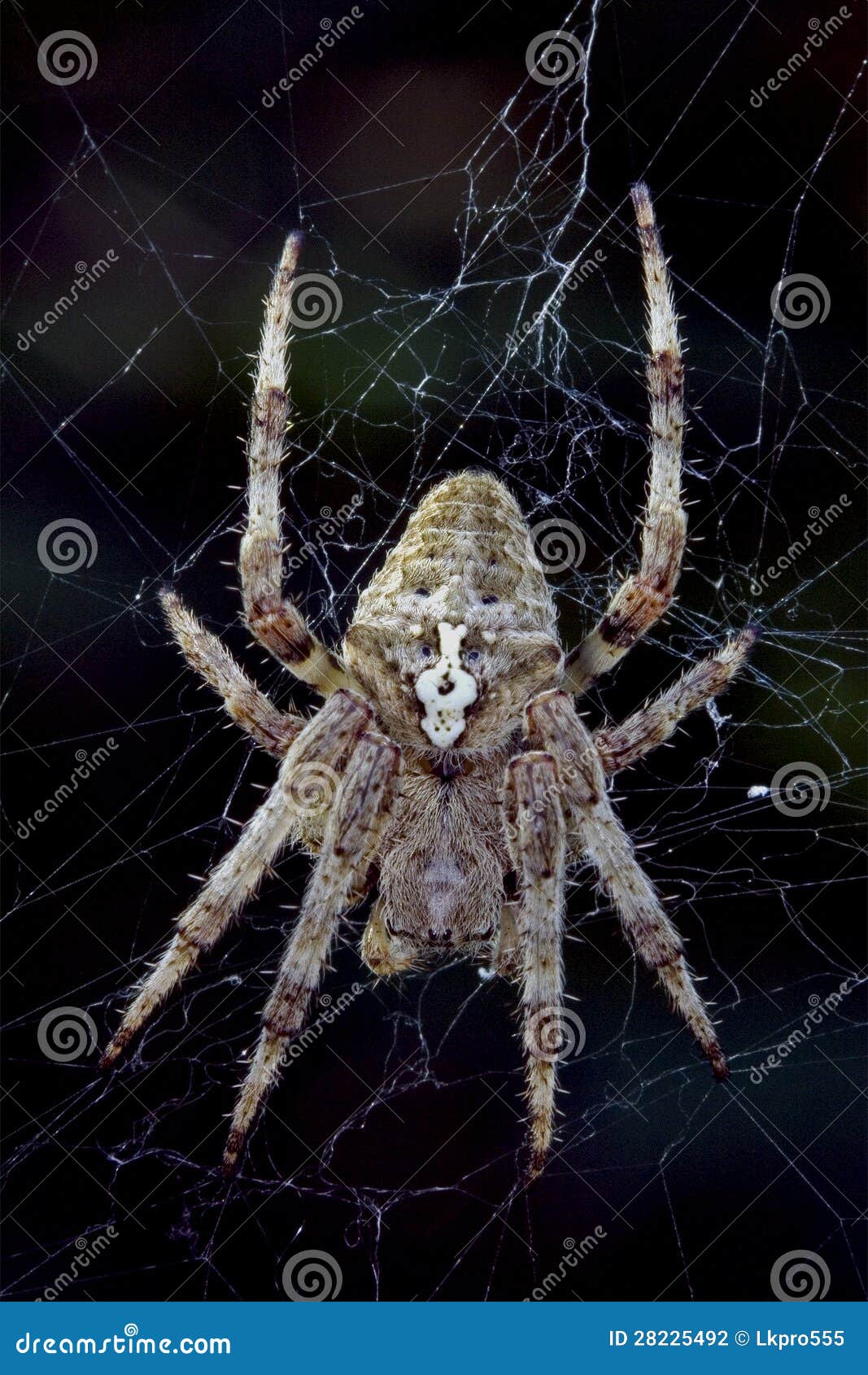 Araneus Angulatus Da Aranha Foto de Stock - Imagem de macro, aranha ...