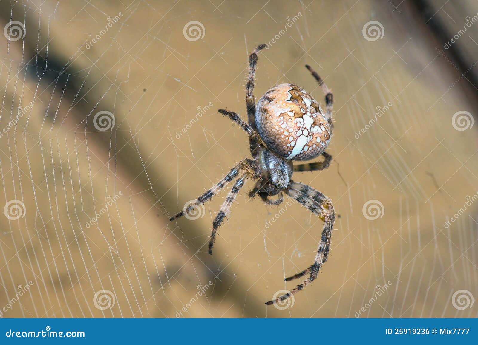 Araneus diadematus stock photo. Image of nature, horizontal - 25919236