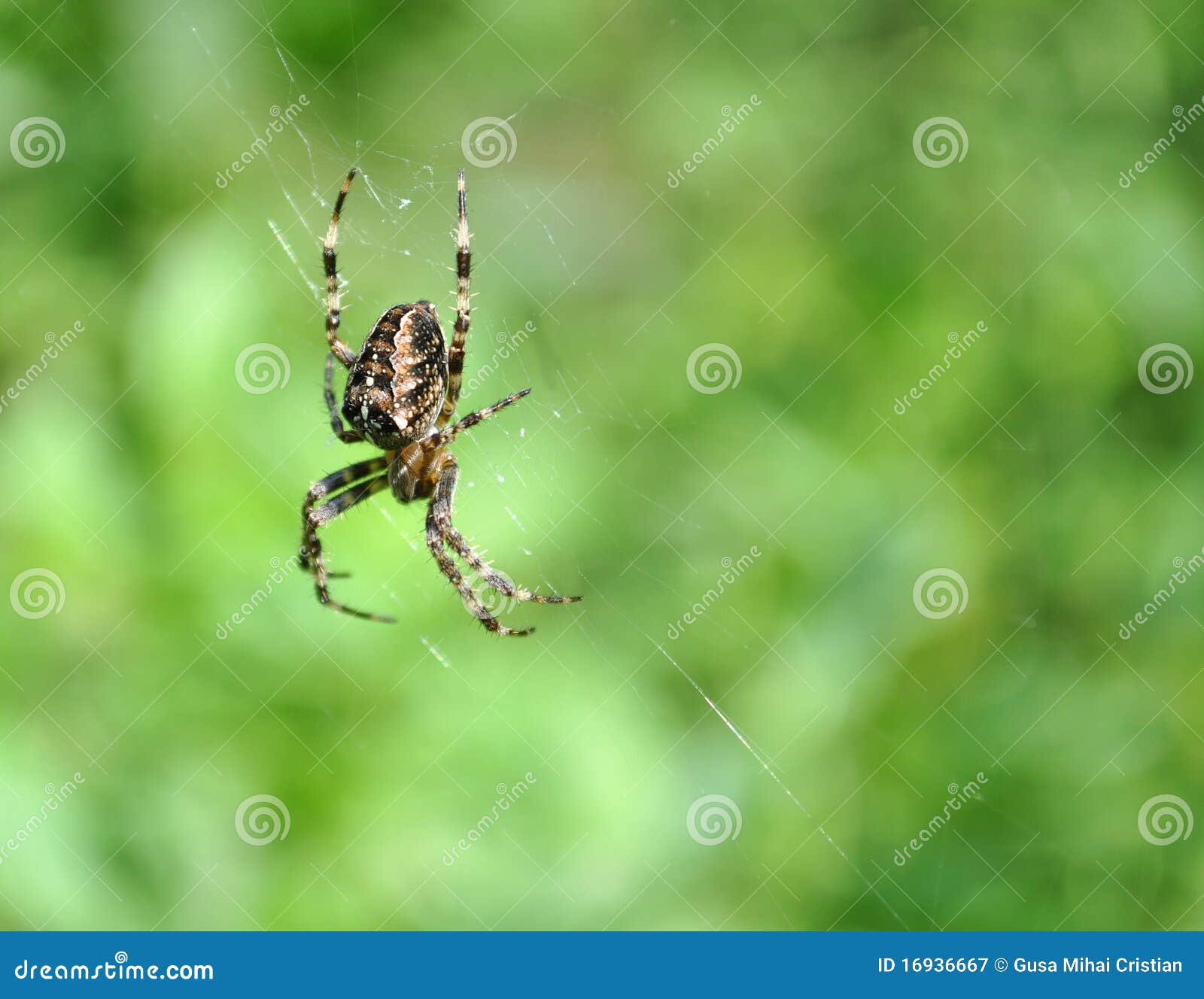 Araneus Diadematus spider stock image. Image of cute - 16936667