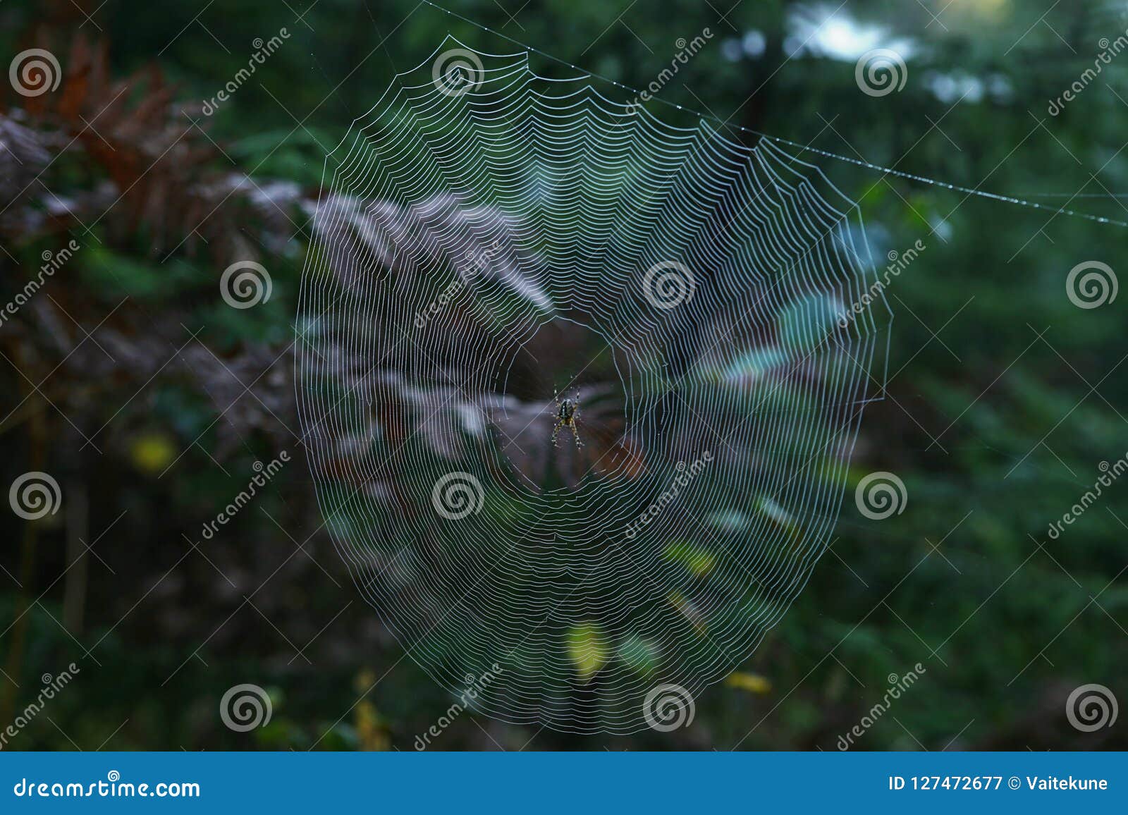 Cobweb with Cross Spider in Forest. Stock Image - Image of biology ...