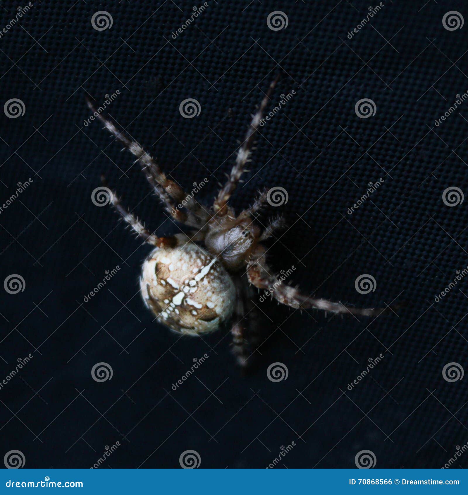 Araneus Spider on Black Texture Stock Photo - Image of direction, home ...