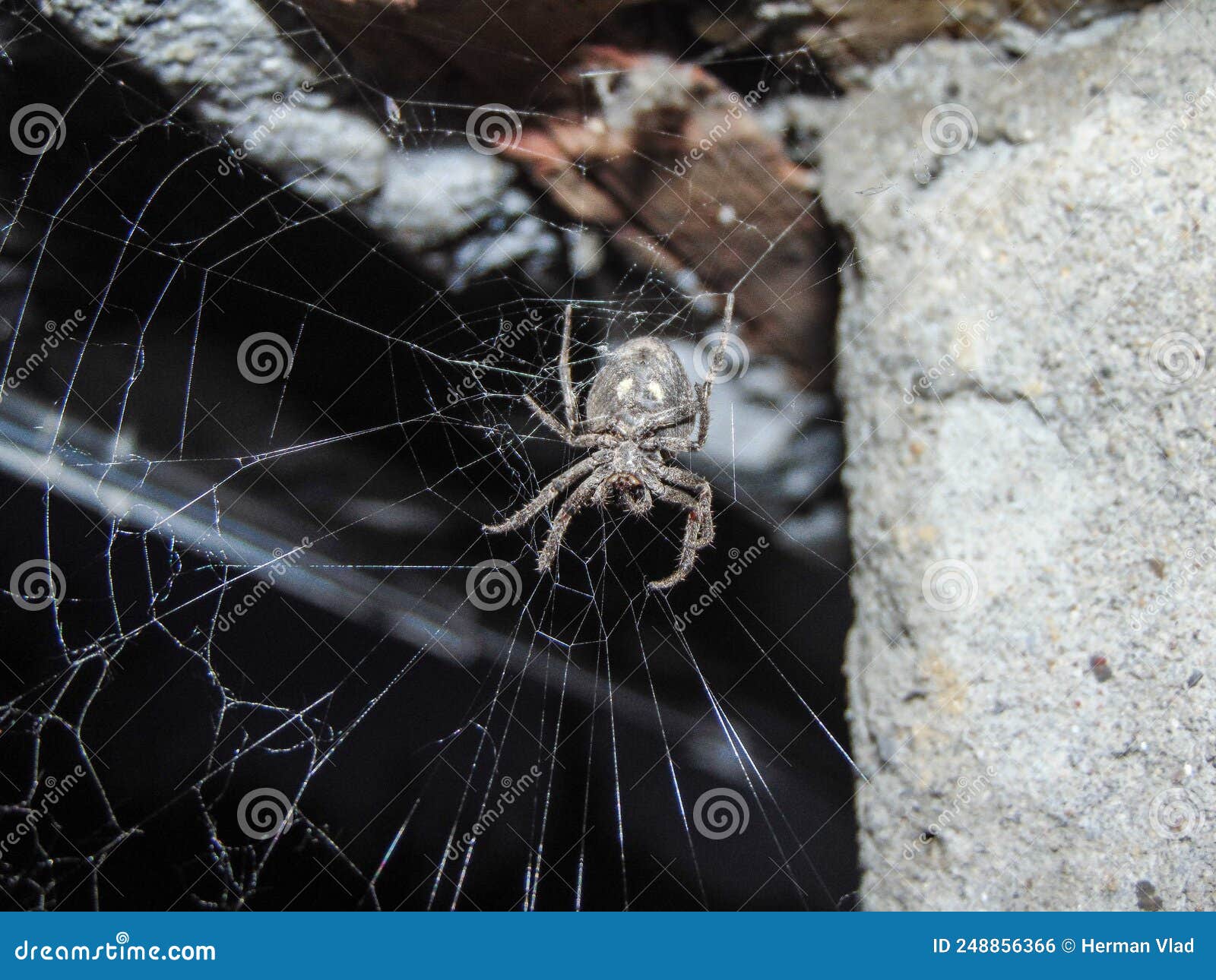 Araneus Ventricosus Spider on Spider Web during the Night Stock Photo ...