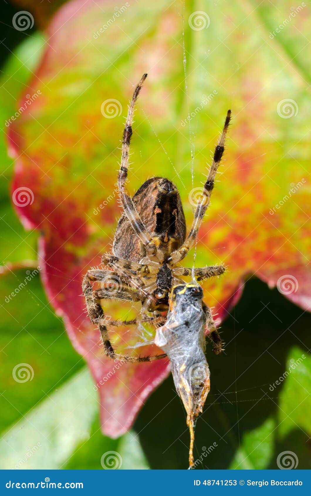 Aranha ao comer imagem de stock. Imagem de inseto, sombra - 48741253