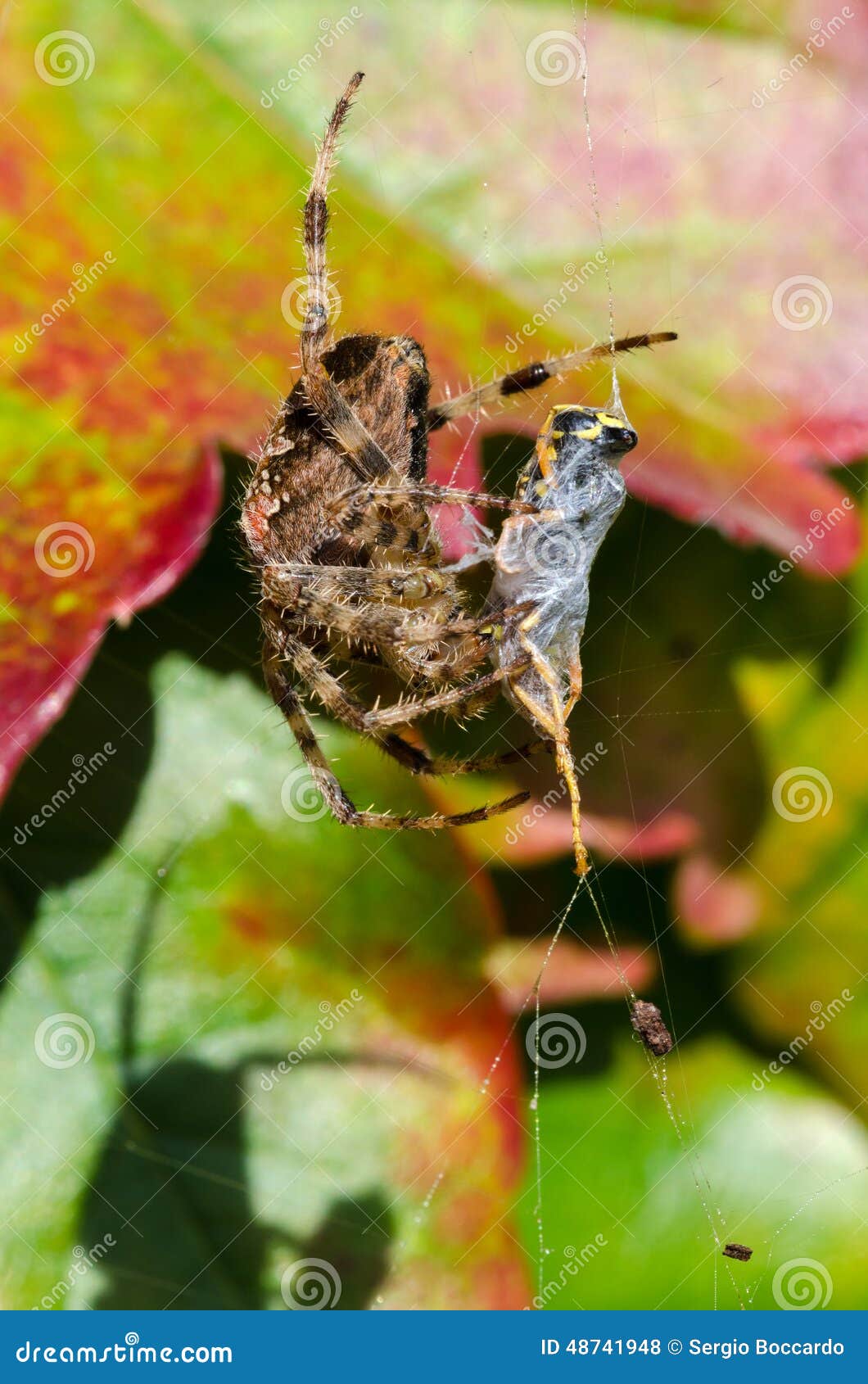 Aranha ao comer foto de stock. Imagem de perigoso, animal - 48741948