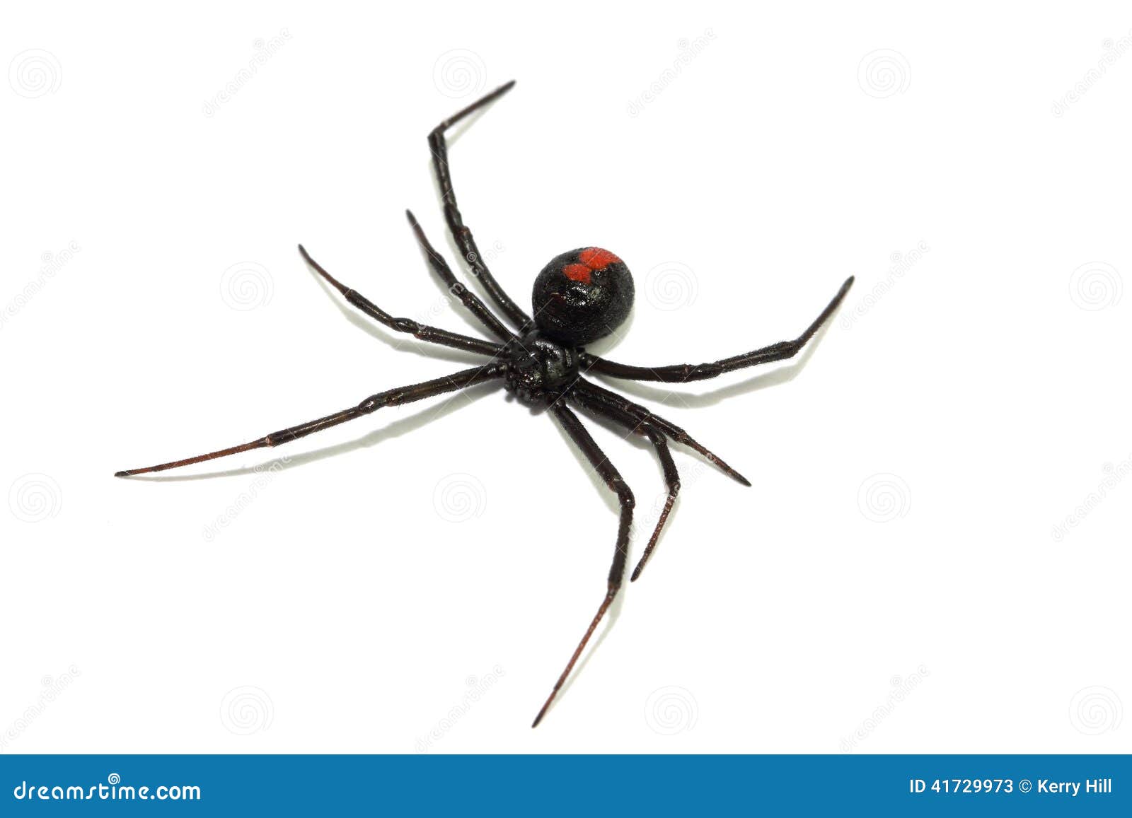 Aranha Australiana Do Redback Imagem de Stock - Imagem de venenoso ...