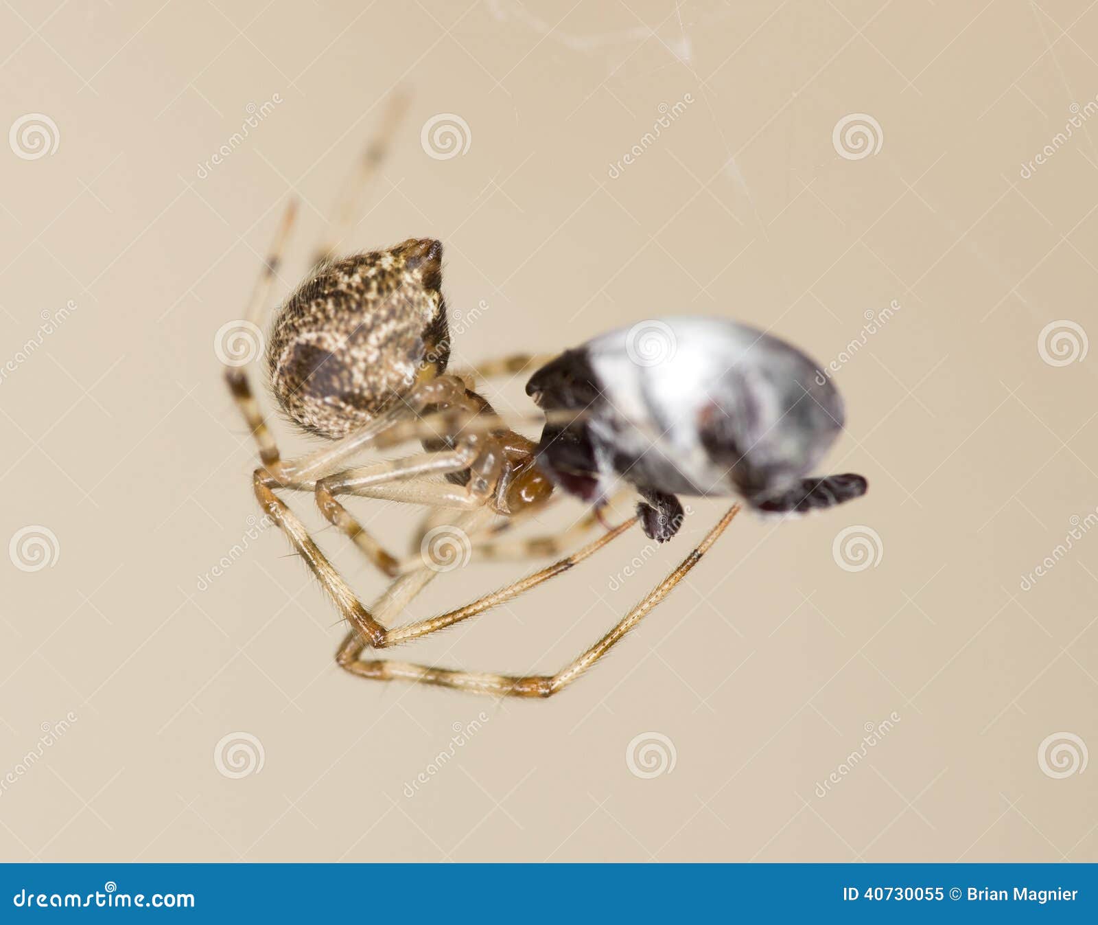 Aranha Da Casa Que Come O Inseto Imagem de Stock - Imagem de travado ...