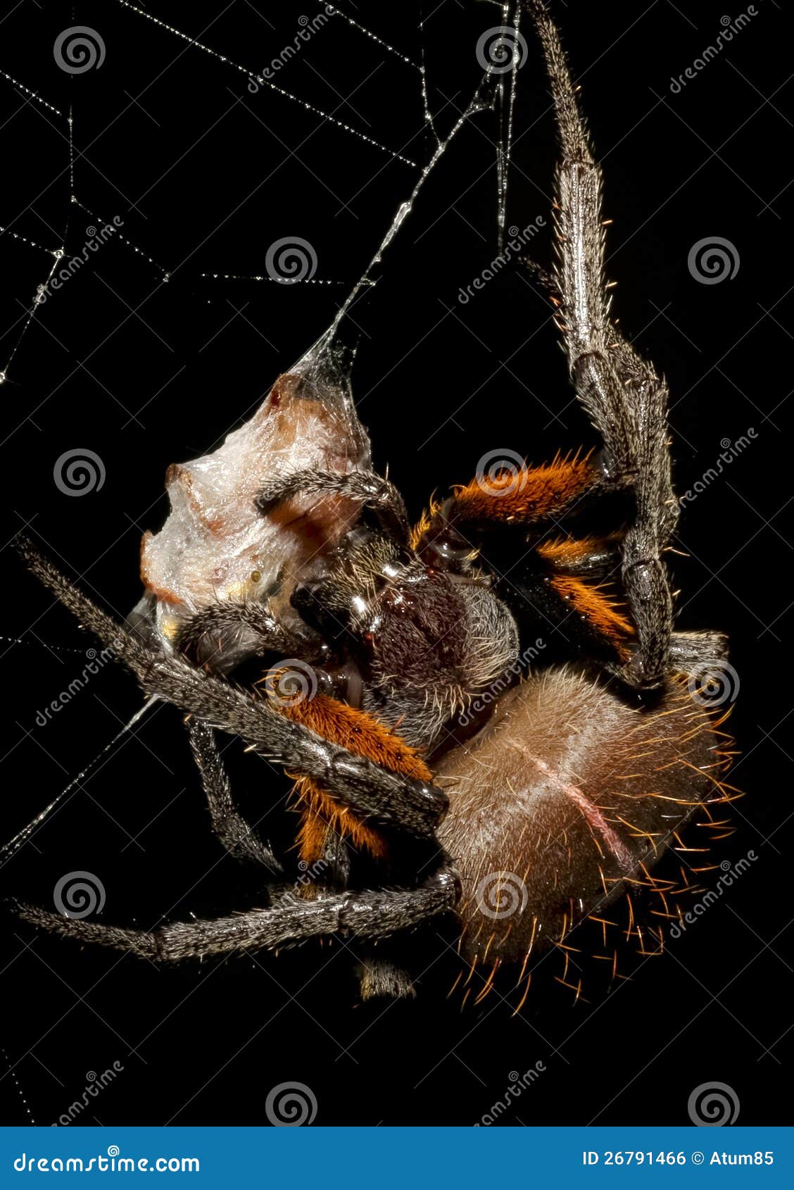 Aranha Da Floresta Tropical Que Come a Rapina Foto de Stock - Imagem de ...