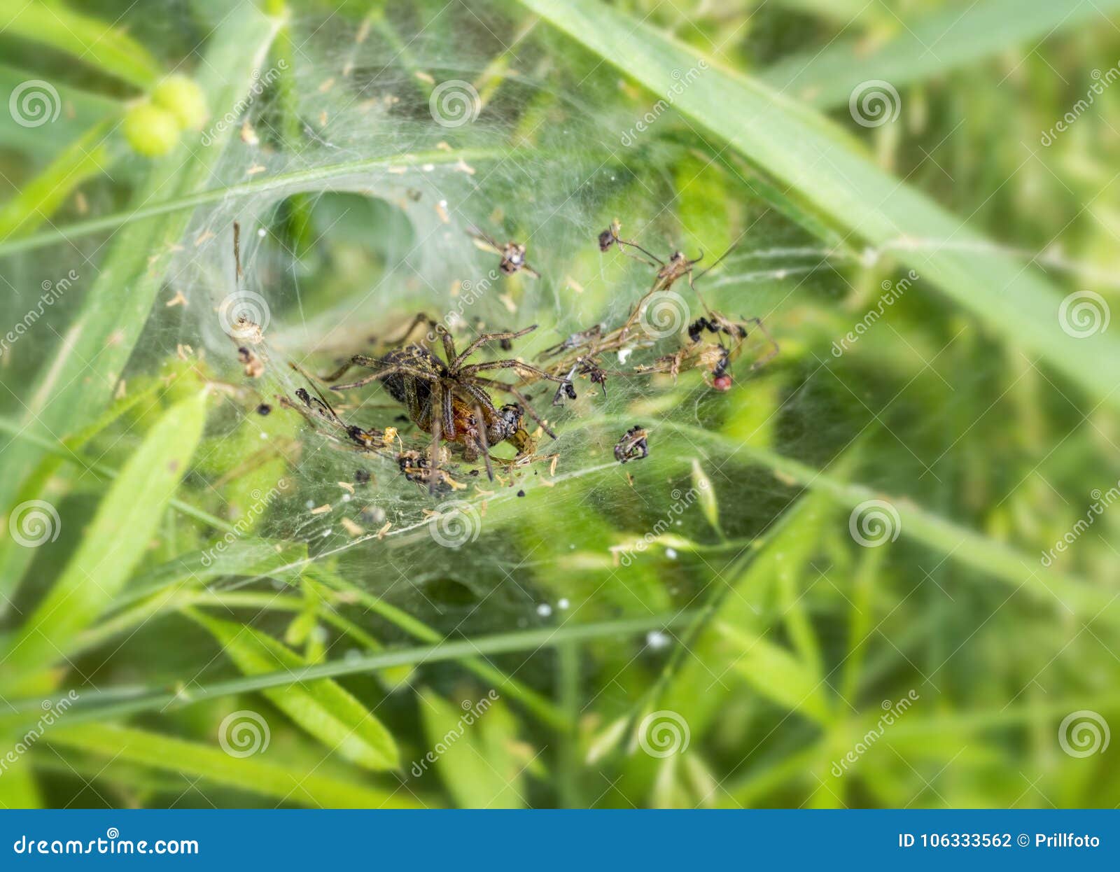 Aranha da Funil-Web foto de stock. Imagem de reino, animal - 106333562