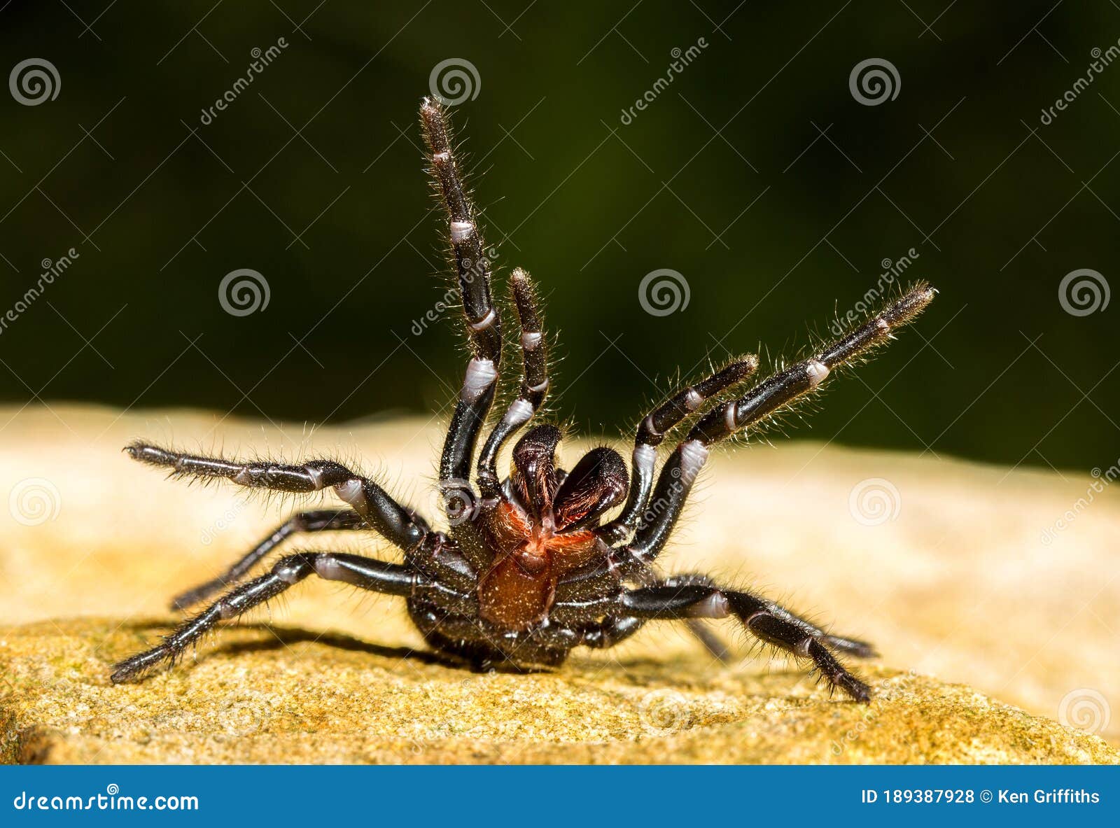 Aranha de funil foto de stock. Imagem de agressivo, australiano - 189387928