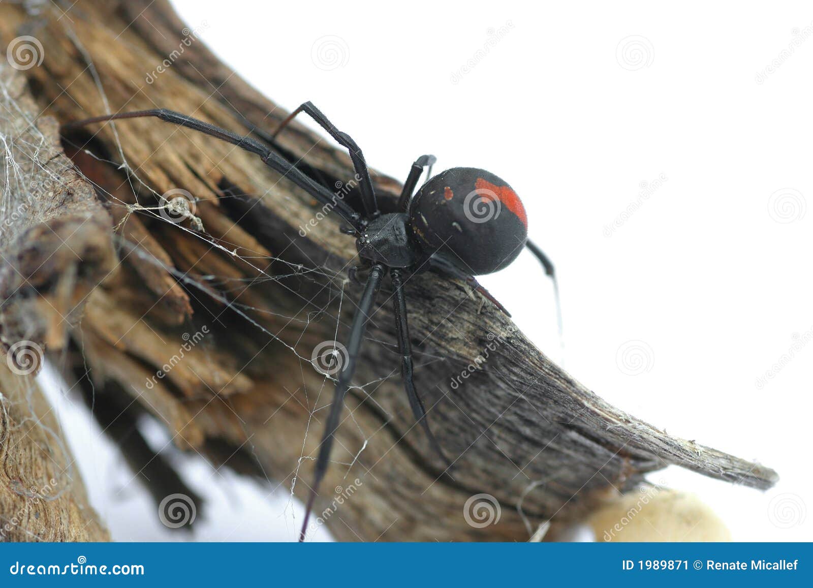 Aranha de Redback imagem de stock. Imagem de aranha, aracnida - 1989871